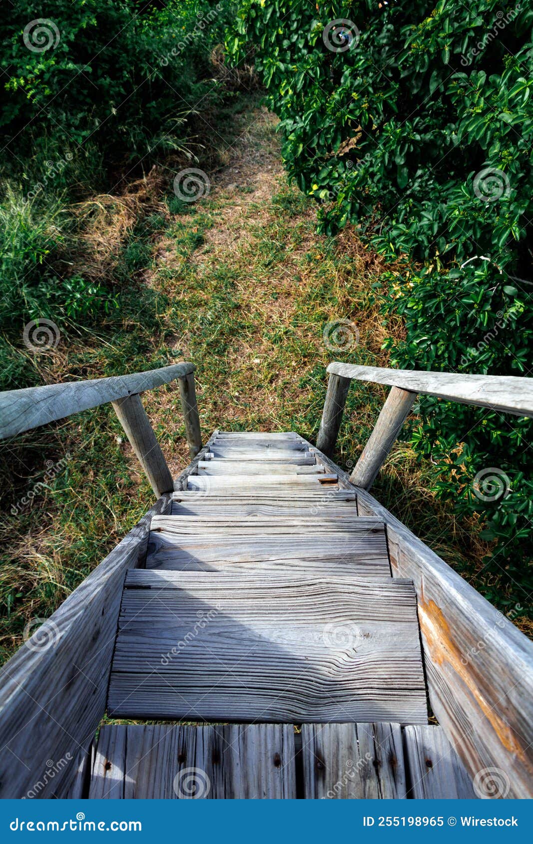 Stairs to green earth stock image. Image of wooden, travel - 255198965