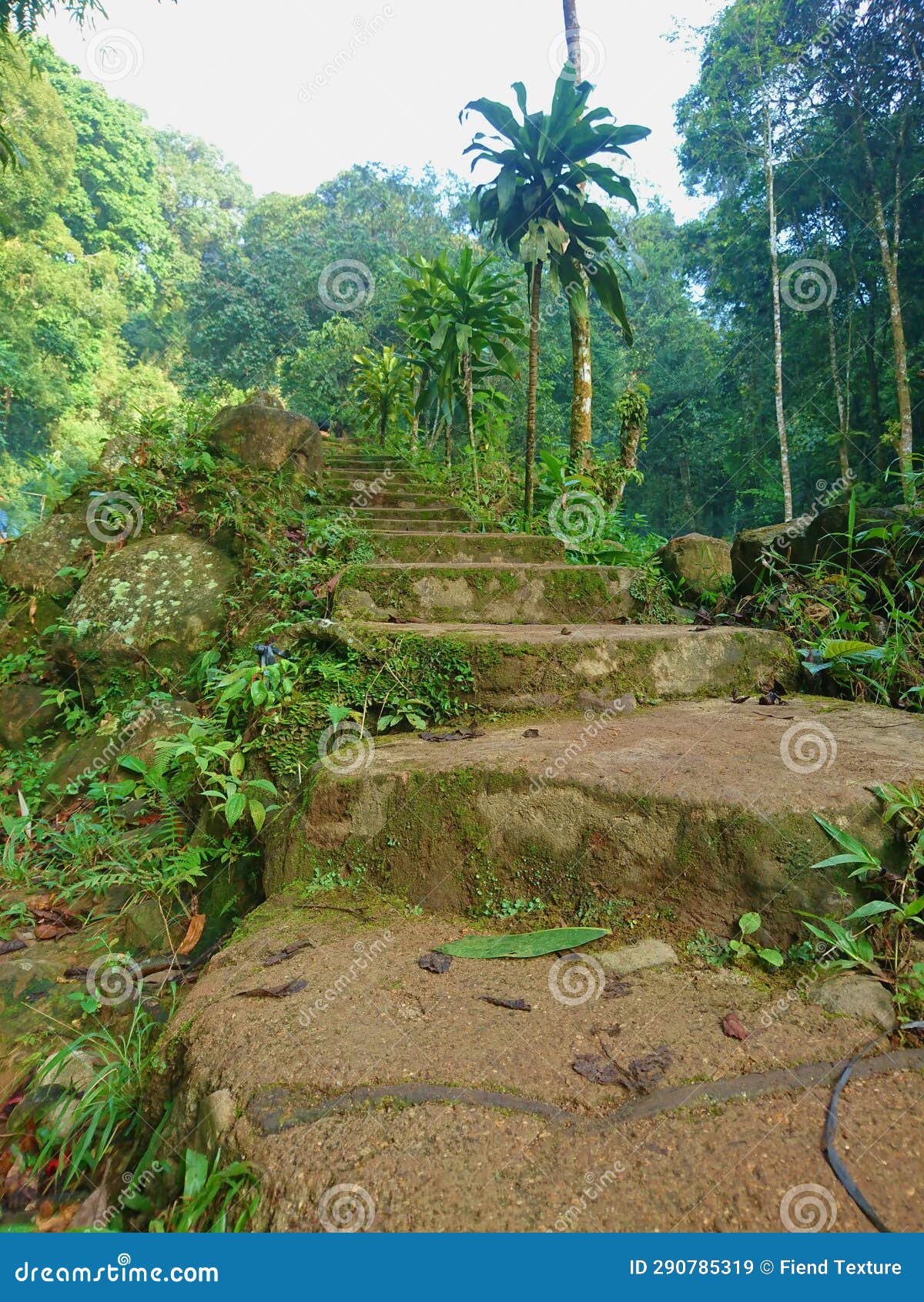 Stair in Nature, Jungle, Forest, Ancient Kingdom Ruins, Jungle Stock ...