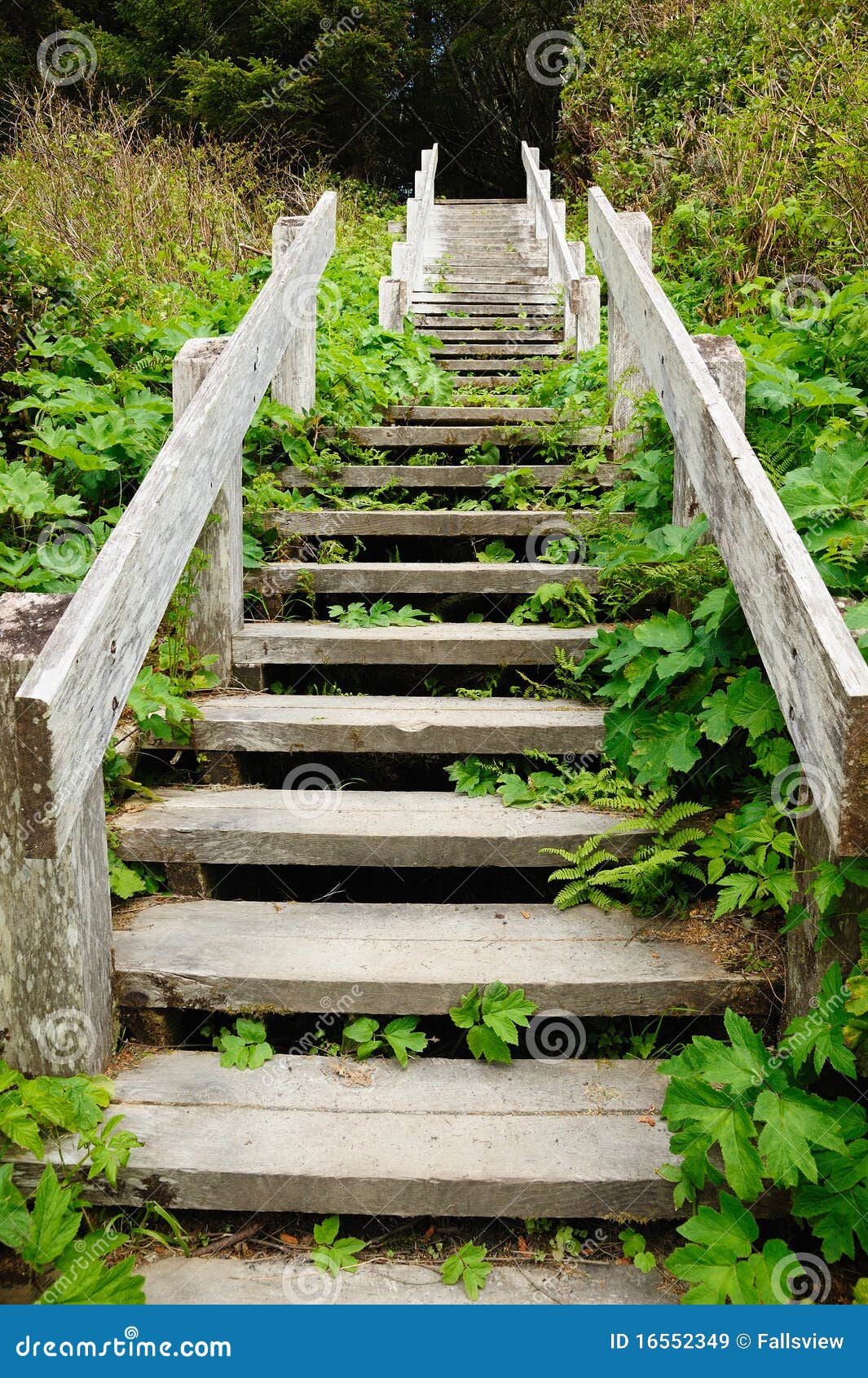 Stair in rain forest stock image. Image of island, national - 16552349