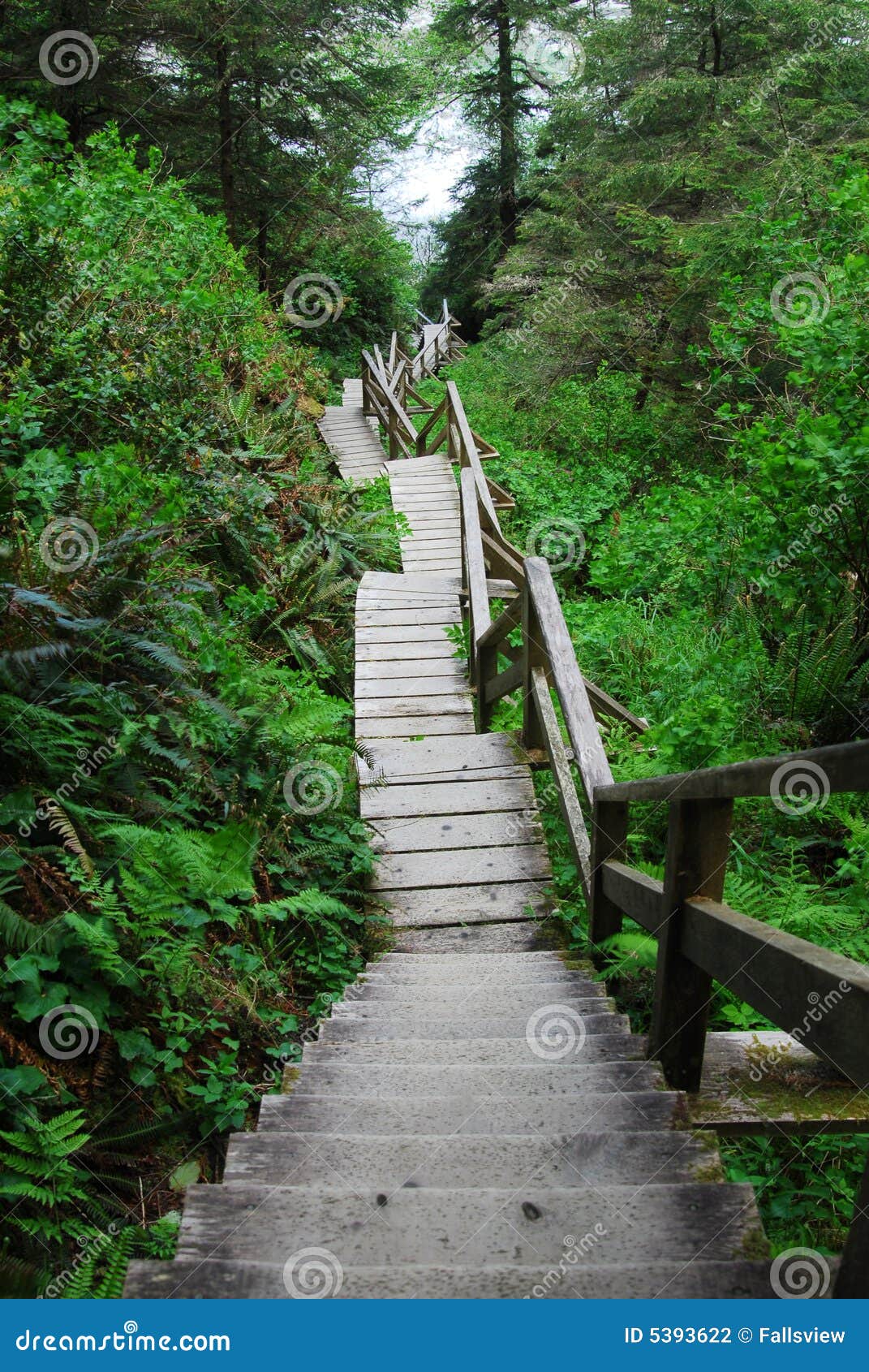 Stair In A Forest Pathway Royalty-Free Stock Image | CartoonDealer.com ...