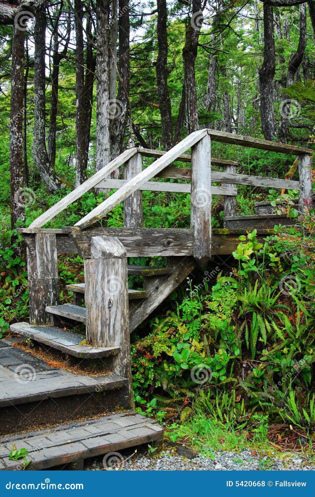 Stair in rain forest stock photo. Image of woods, trail - 5420668