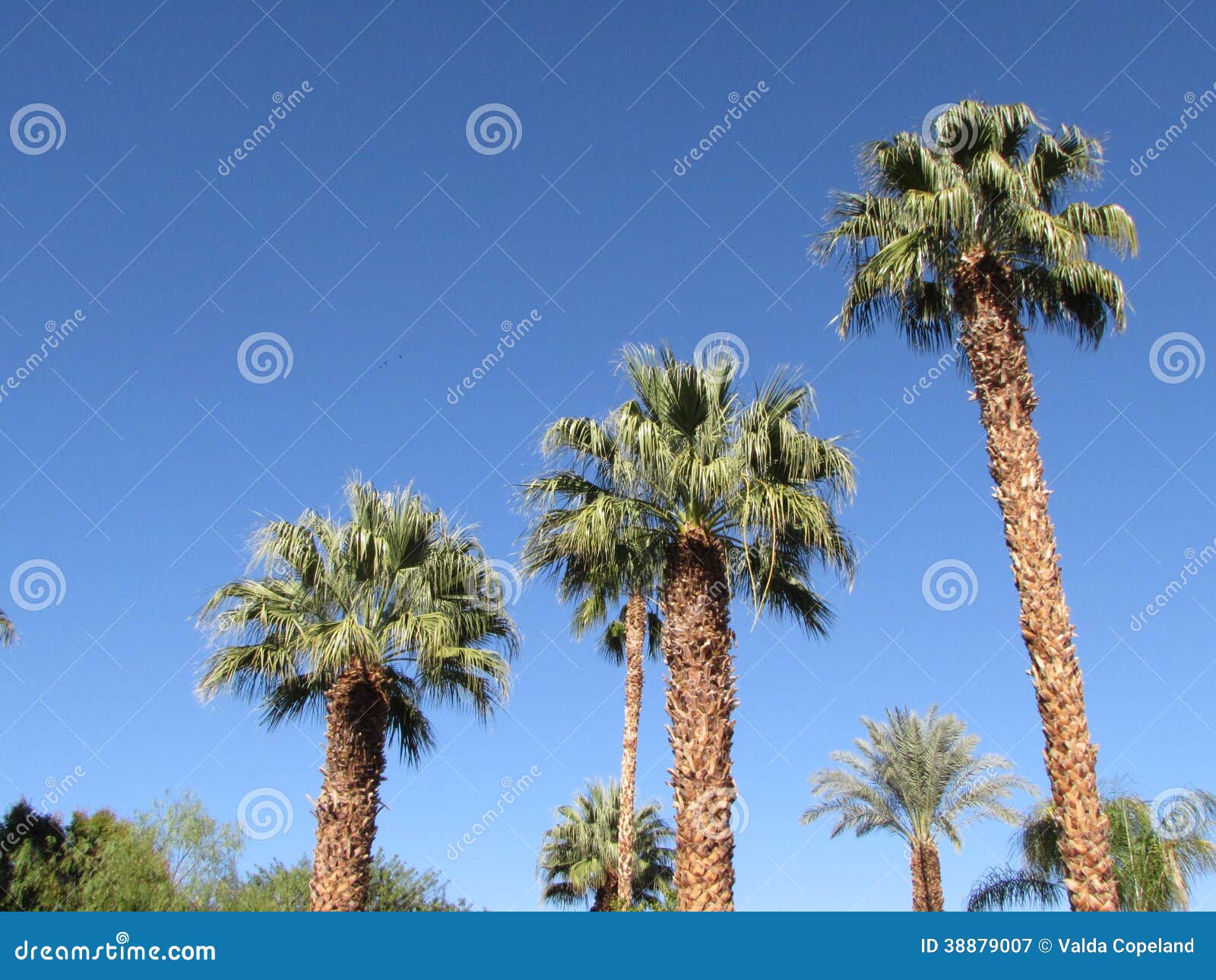 Stair step palm trees stock image. Image of cloudless - 38879007