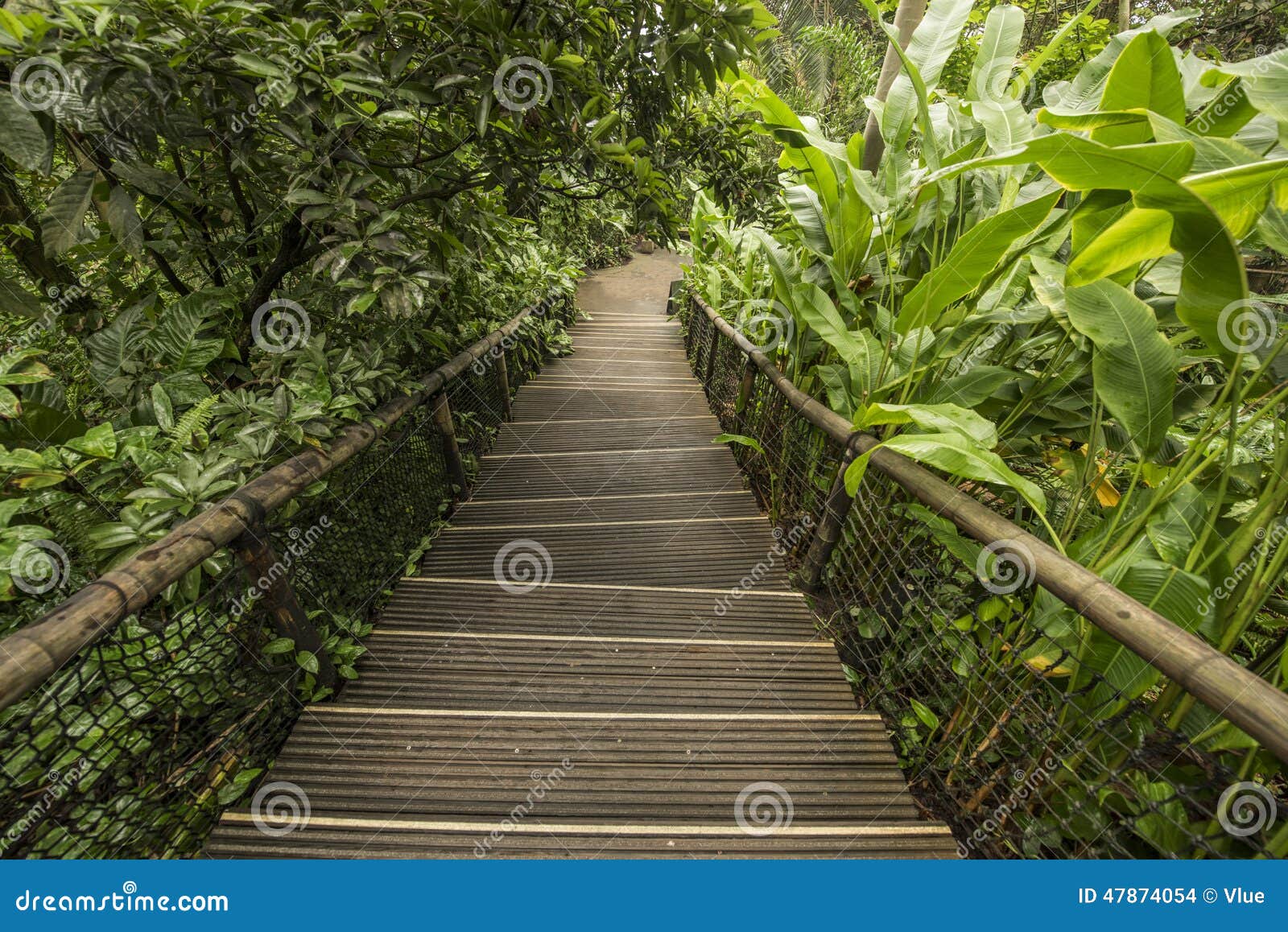 Stair Steps in the Jungle Garden Stock Photo - Image of journey ...