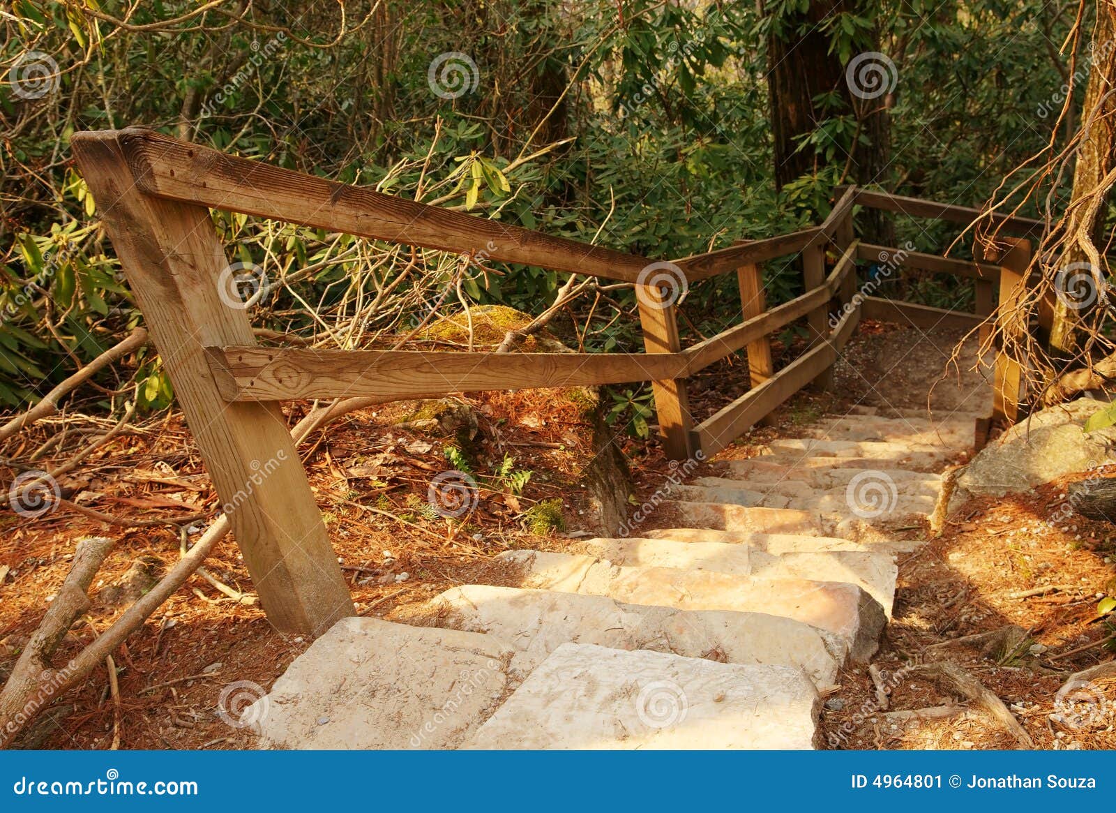 Stair Steps in Nature Forest Stock Image - Image of environment, case ...