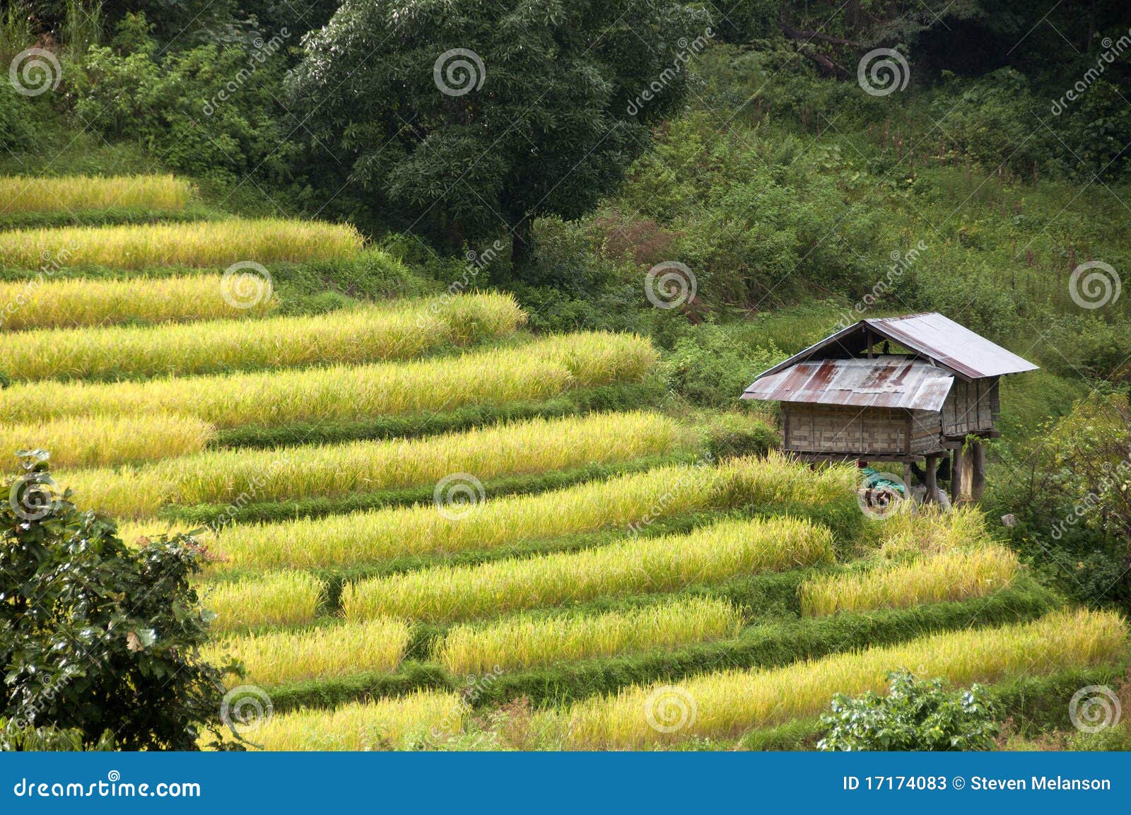 Stair steps rice fields stock image. Image of yellow - 17174083