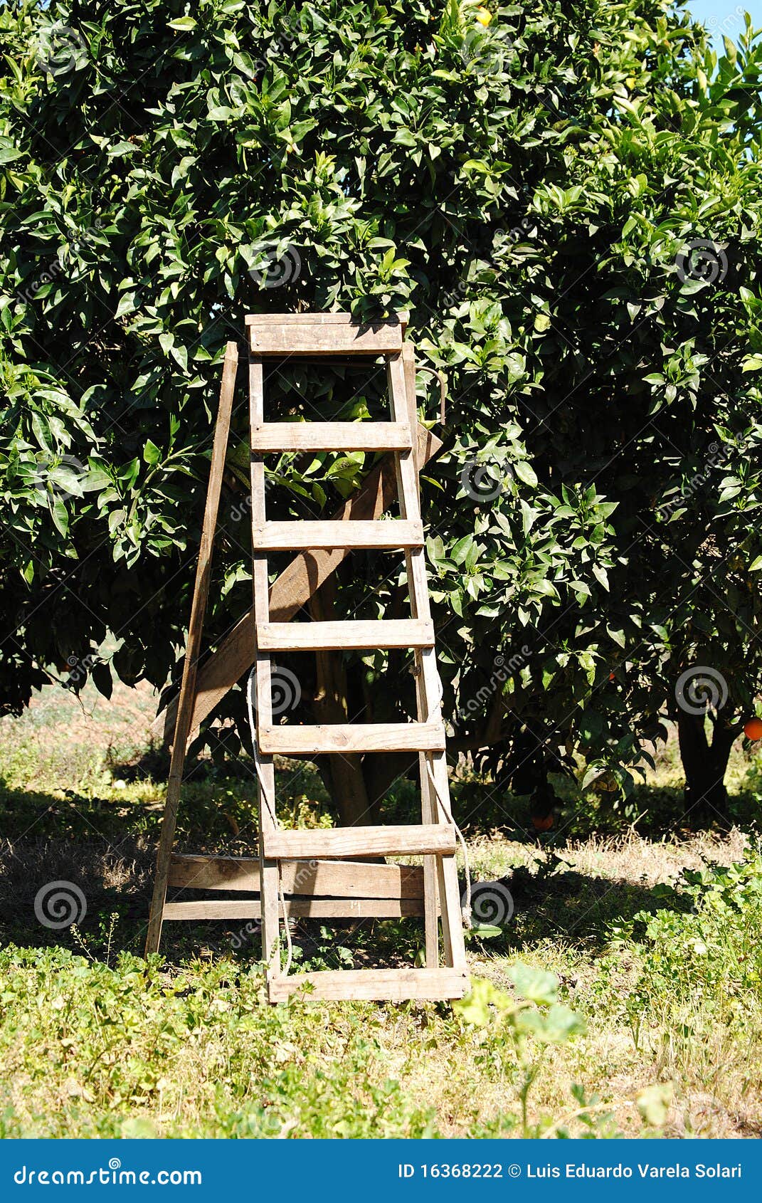 Stair to harvest stock photo. Image of dessert, fruit - 16368222