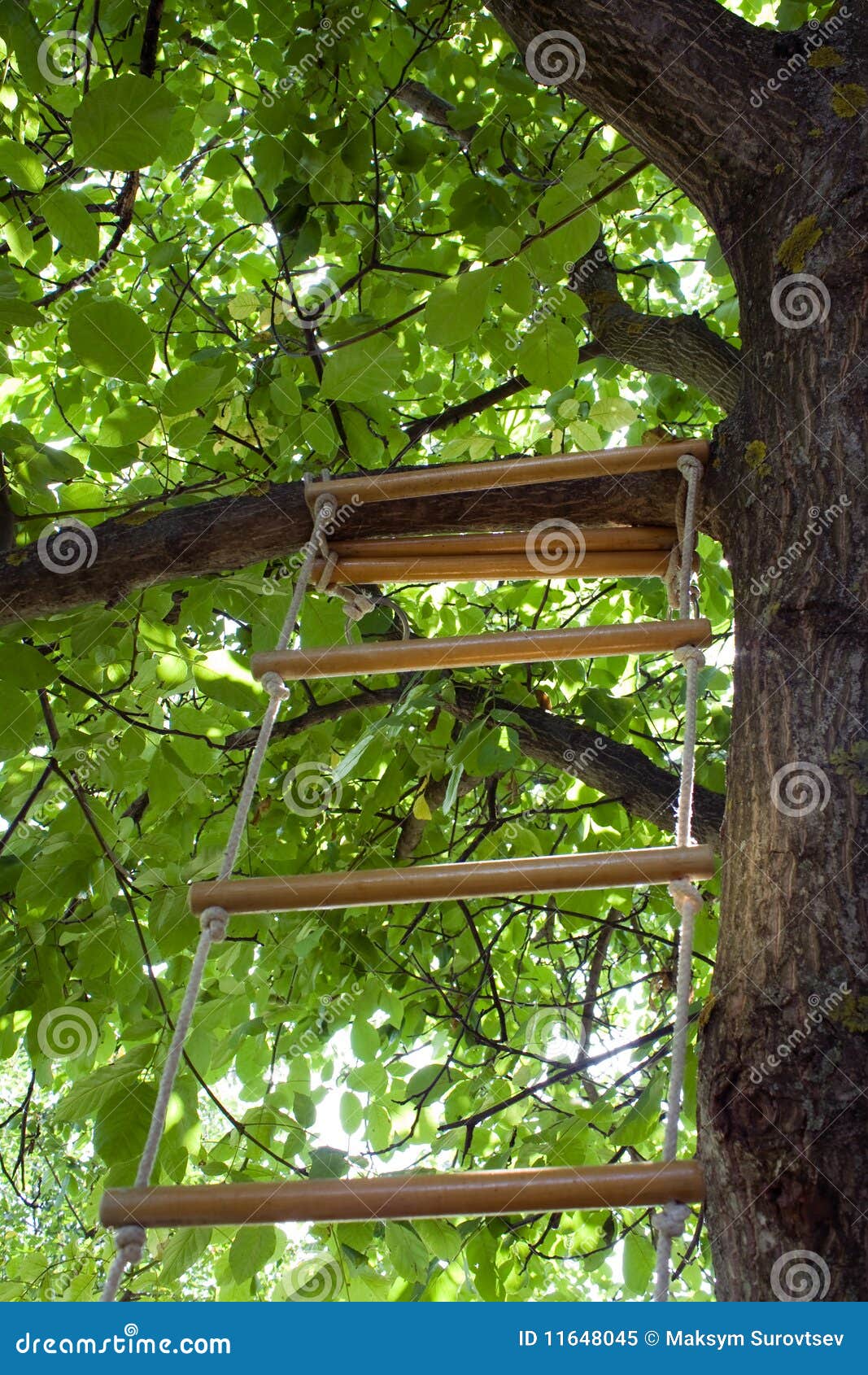 Stair on a tree stock image. Image of outdoor, foliage - 11648045