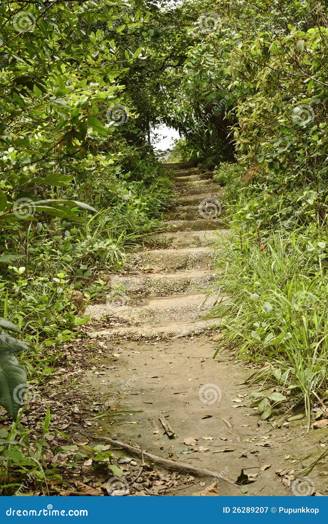 Stair way in forest stock image. Image of beautiful, mystery - 26289207
