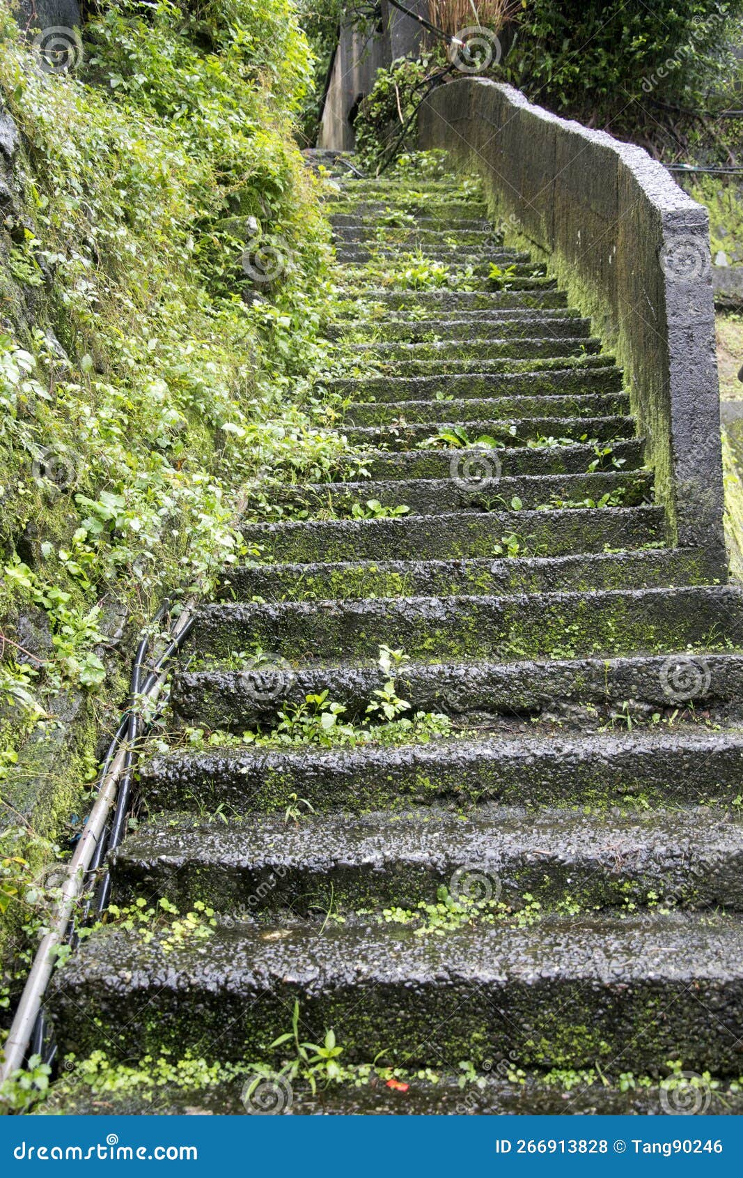 Staircase Covered in Moss, Mold and Other Stock Photo - Image of grass ...