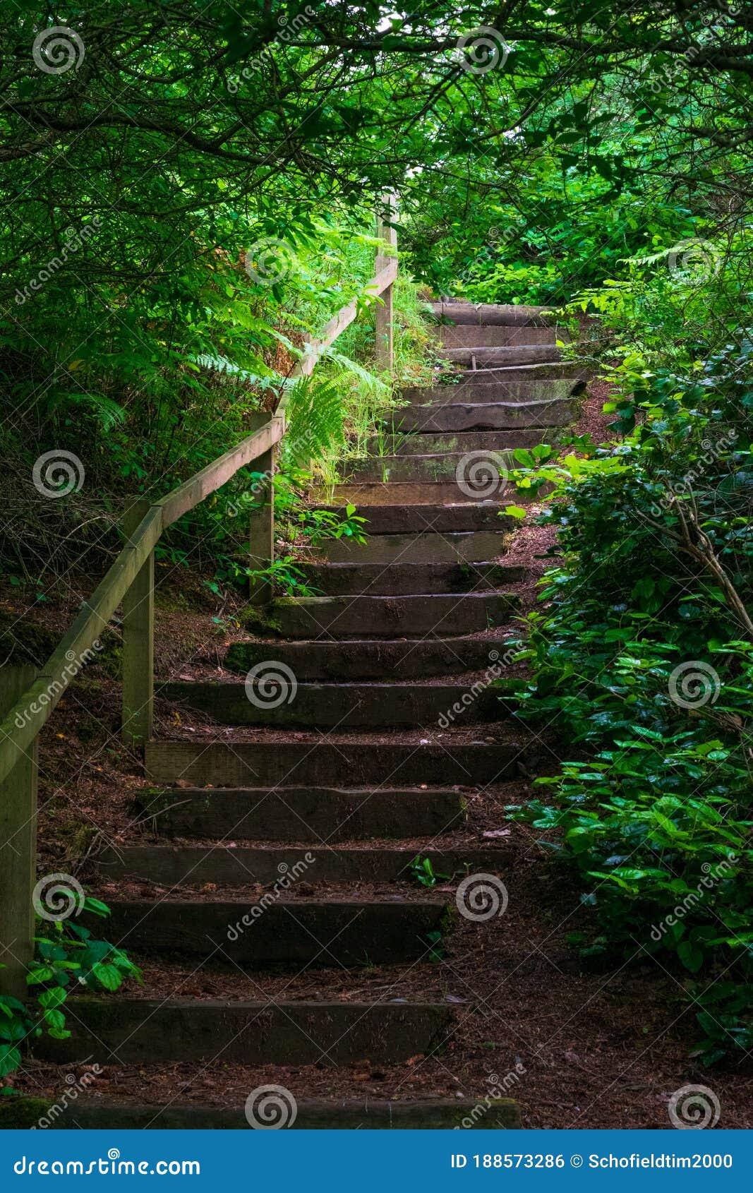 Staircase in the forest stock photo. Image of plant - 188573286