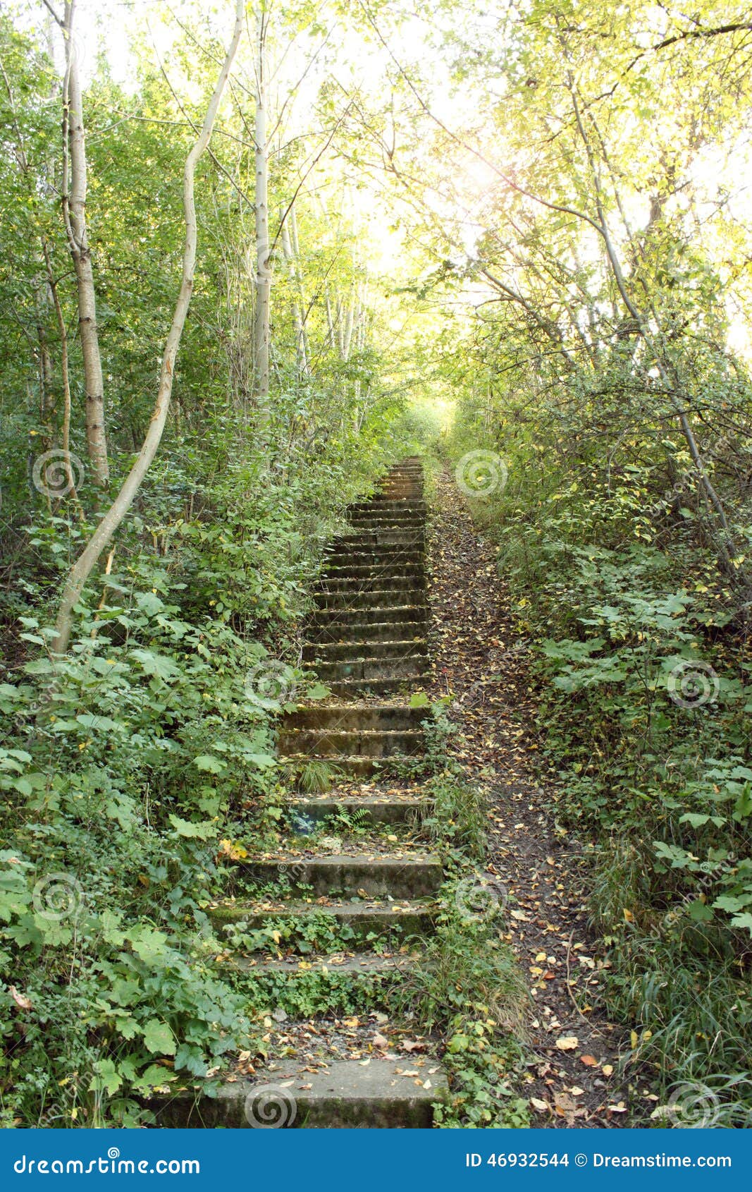 Staircase in forest stock photo. Image of leading, foliage - 46932544