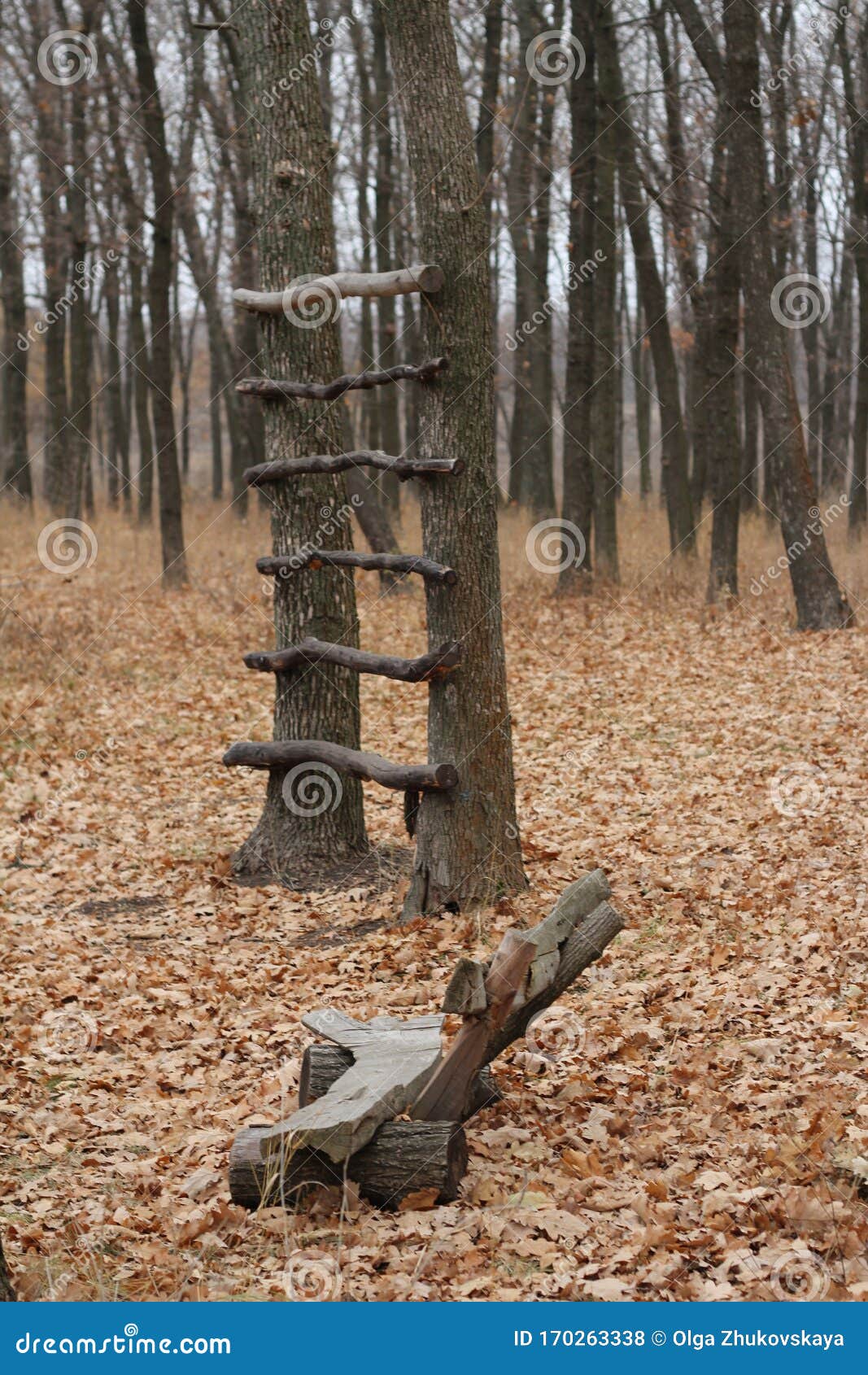 A Staircase Made of Tree Branches and Trees Stock Photo - Image of ...