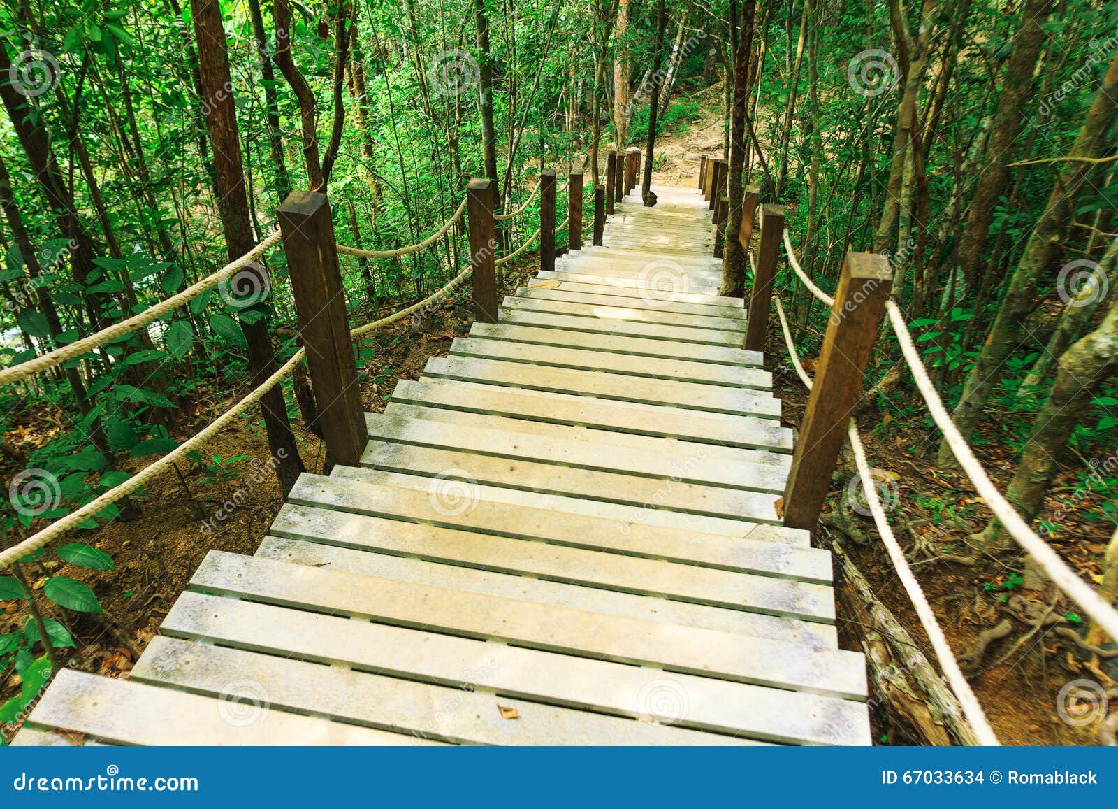 Staircase Made with Wooden Steps in Jungle Stock Photo - Image of ...