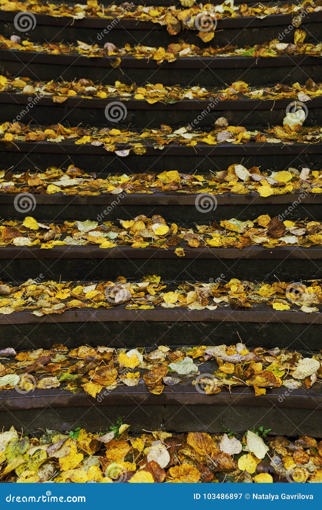Stairs in the Autumn Leaves Stock Image - Image of natural, brown ...
