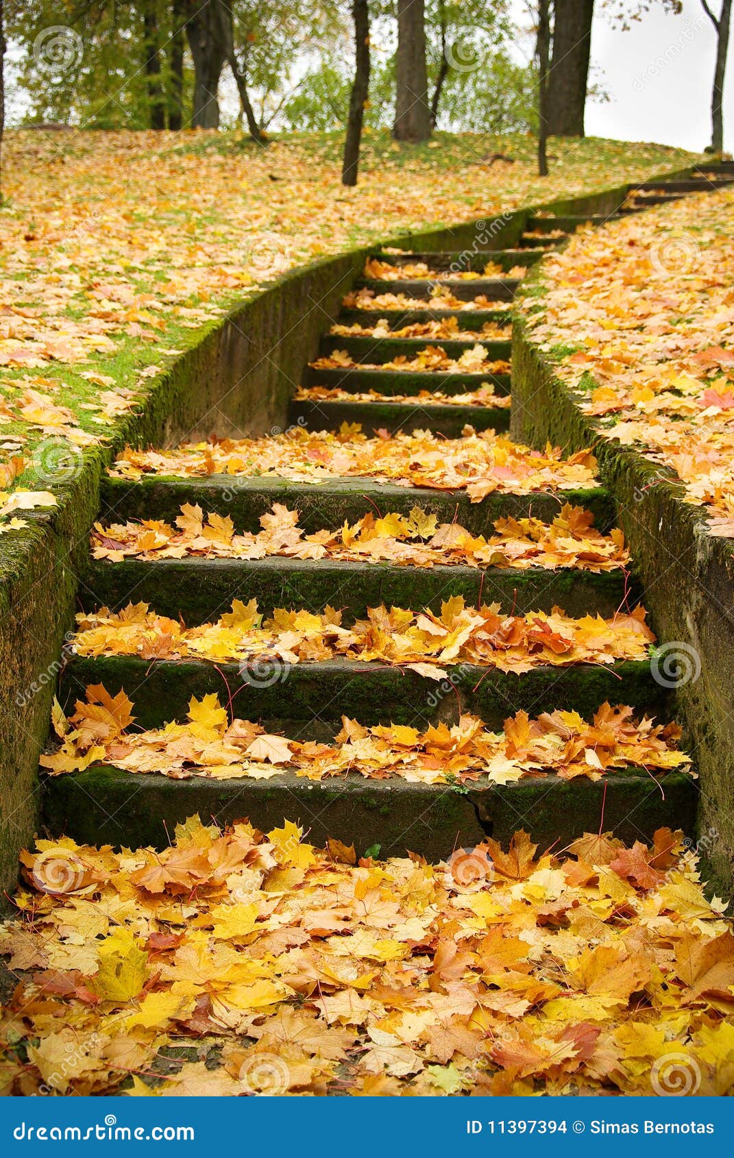 Stairs with autumn leaves stock photo. Image of yellow - 11397394