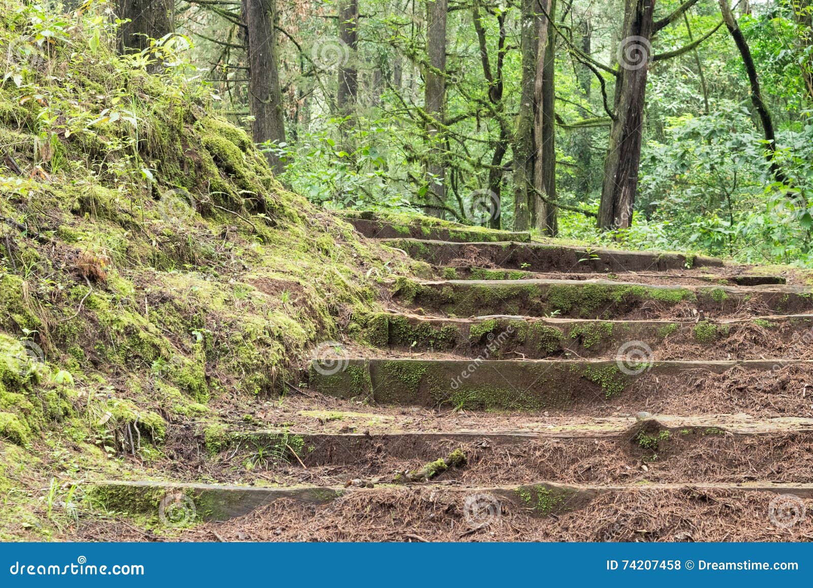 Stairs in the forest stock photo. Image of nature, escaleras - 74207458