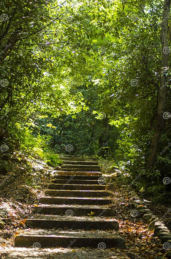 Stairs through the forest stock image. Image of footpath - 330395497