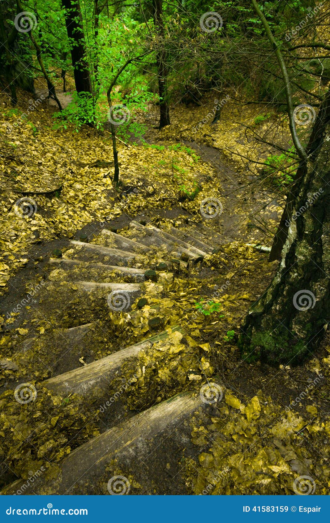 Stairs in the forest stock image. Image of orest, rainforest - 41583159
