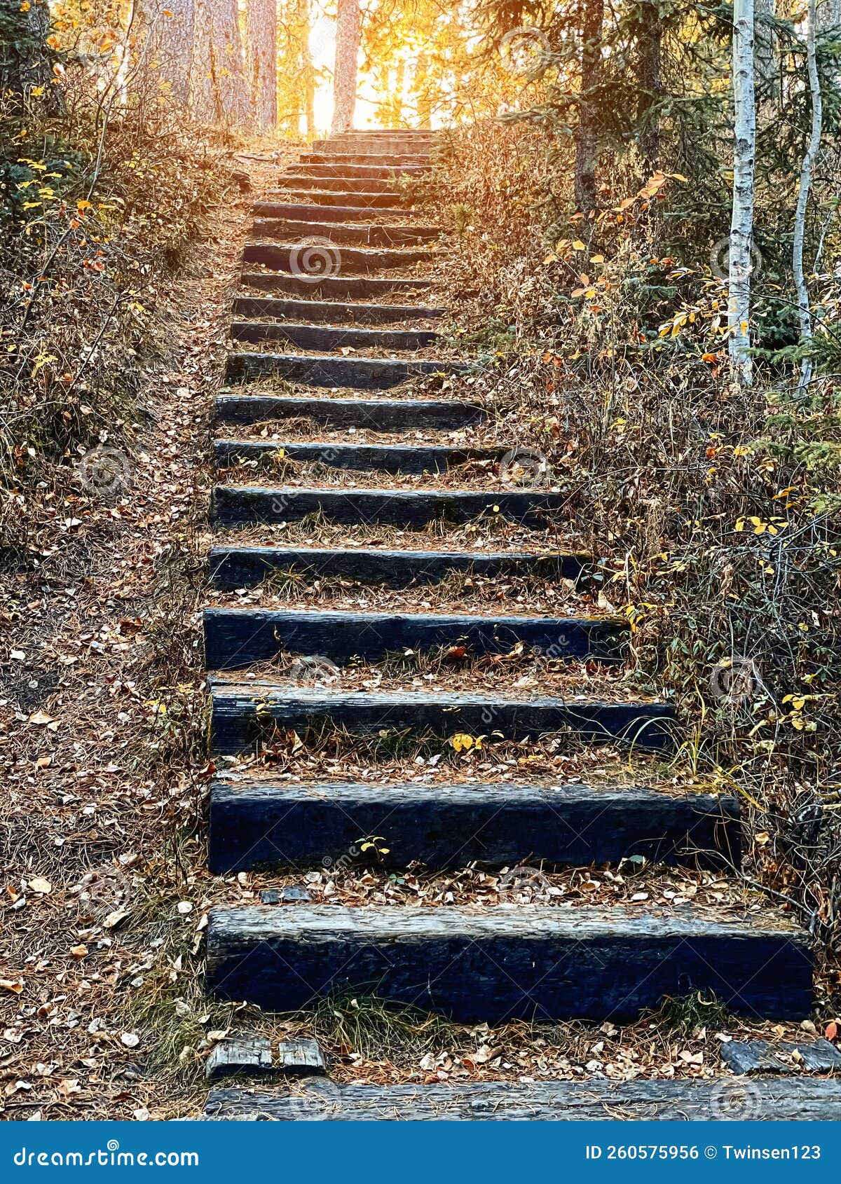 Stairs in the Forest Made of Wooden Beams Stock Photo - Image of path ...