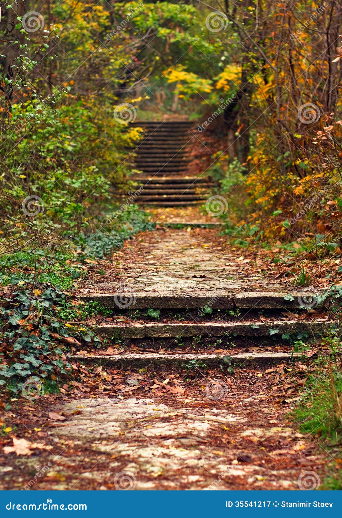 Stairs in forest stock image. Image of path, hiking, background - 35541217