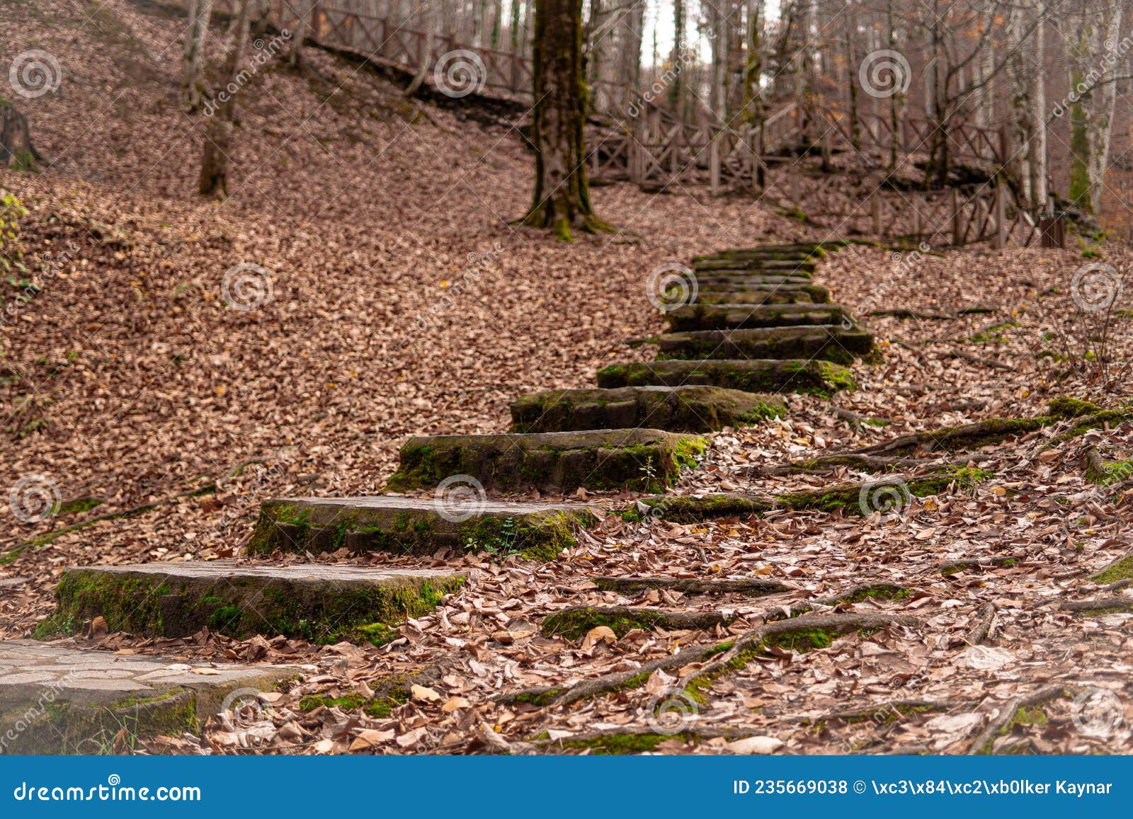 Stairs in the forest stock photo. Image of floor, ocean - 235669038