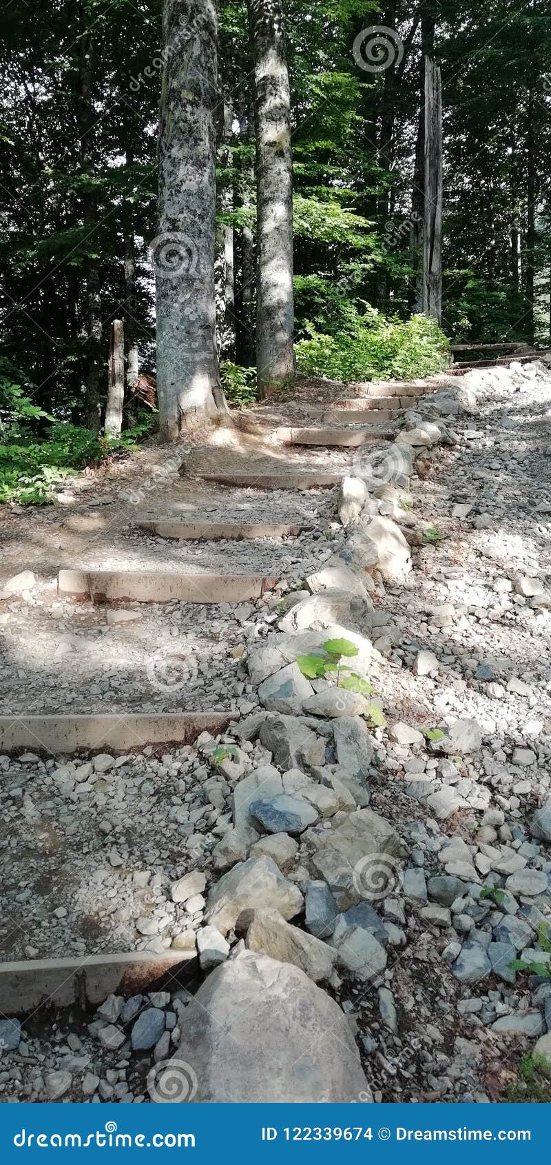 Steps stock photo. Image of forest, steps, nateru, stairs - 122339674