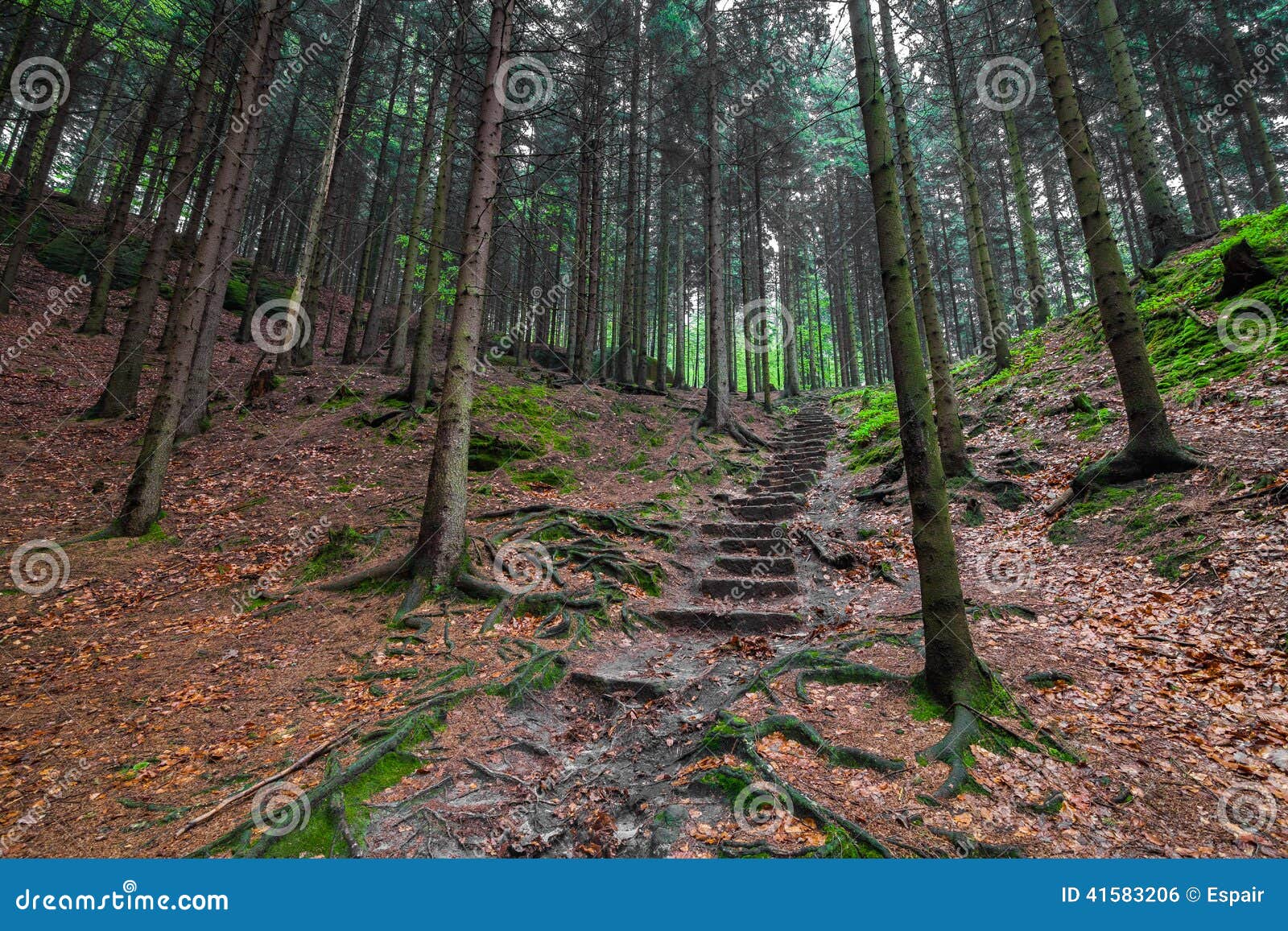 Stairs in the forest stock photo. Image of staircase - 41583206