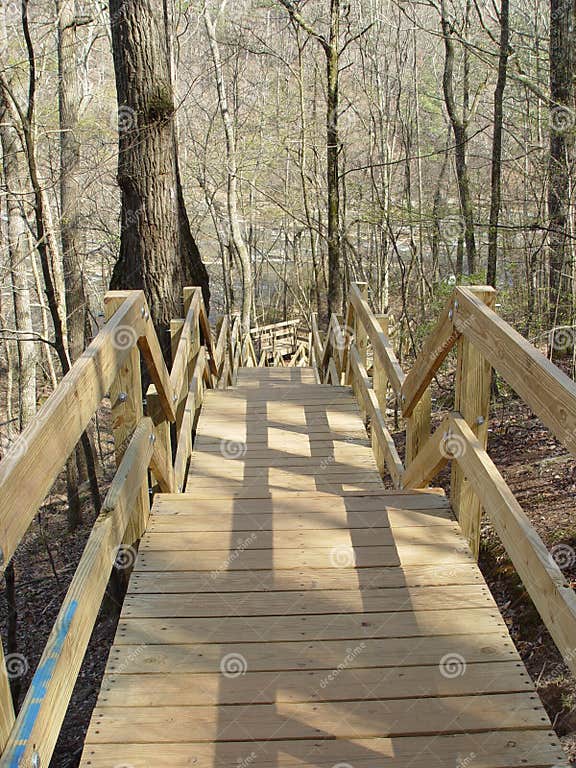 Stairs going down stock photo. Image of forest, steps, park - 1382