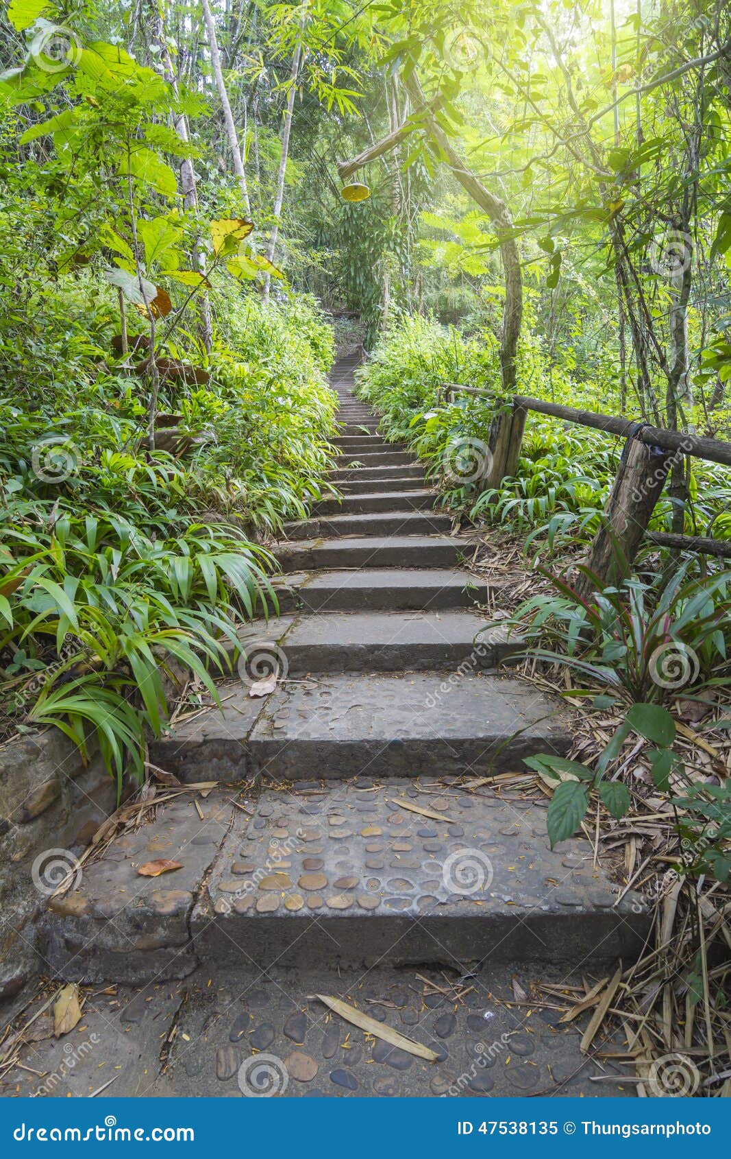 Stairs Going Up Hillside in Forest Stock Image - Image of footpath ...