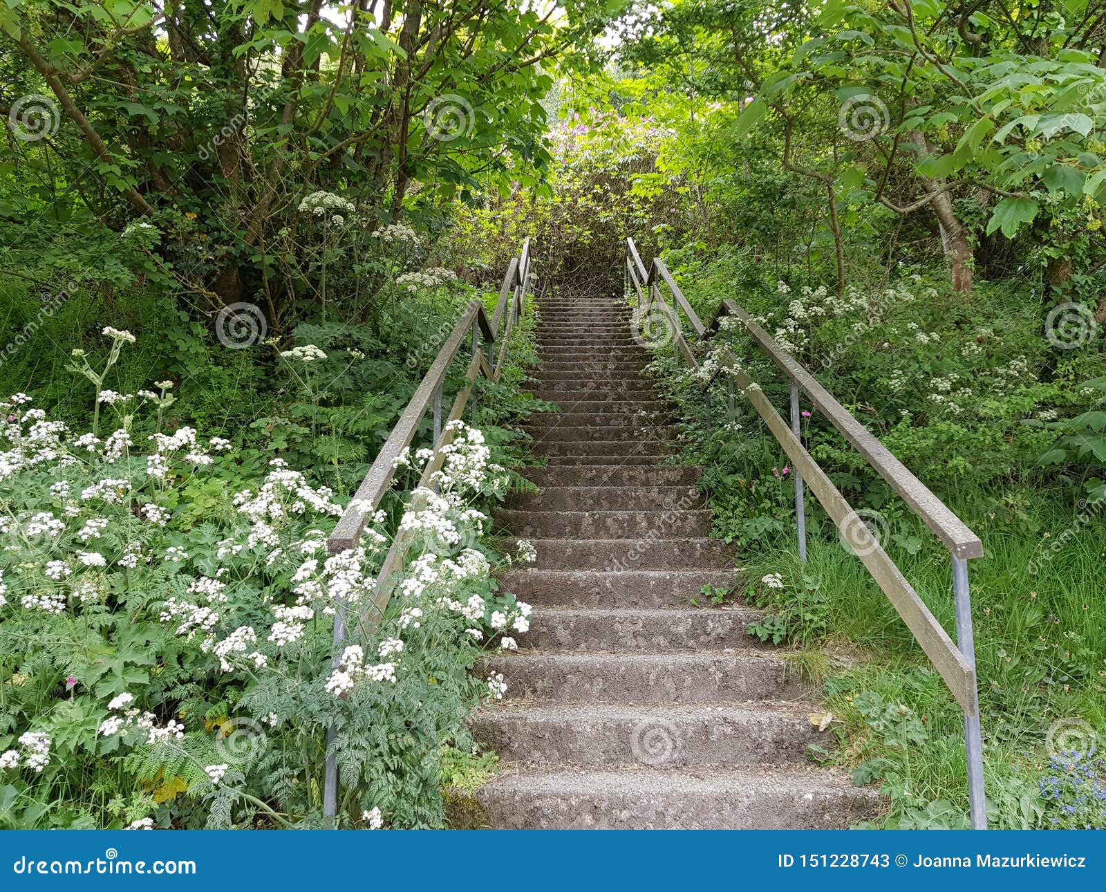 Stairs between greenery stock image. Image of green - 151228743