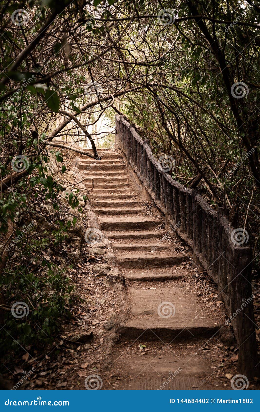 Stairs in the jungle stock photo. Image of garden, background - 144684402