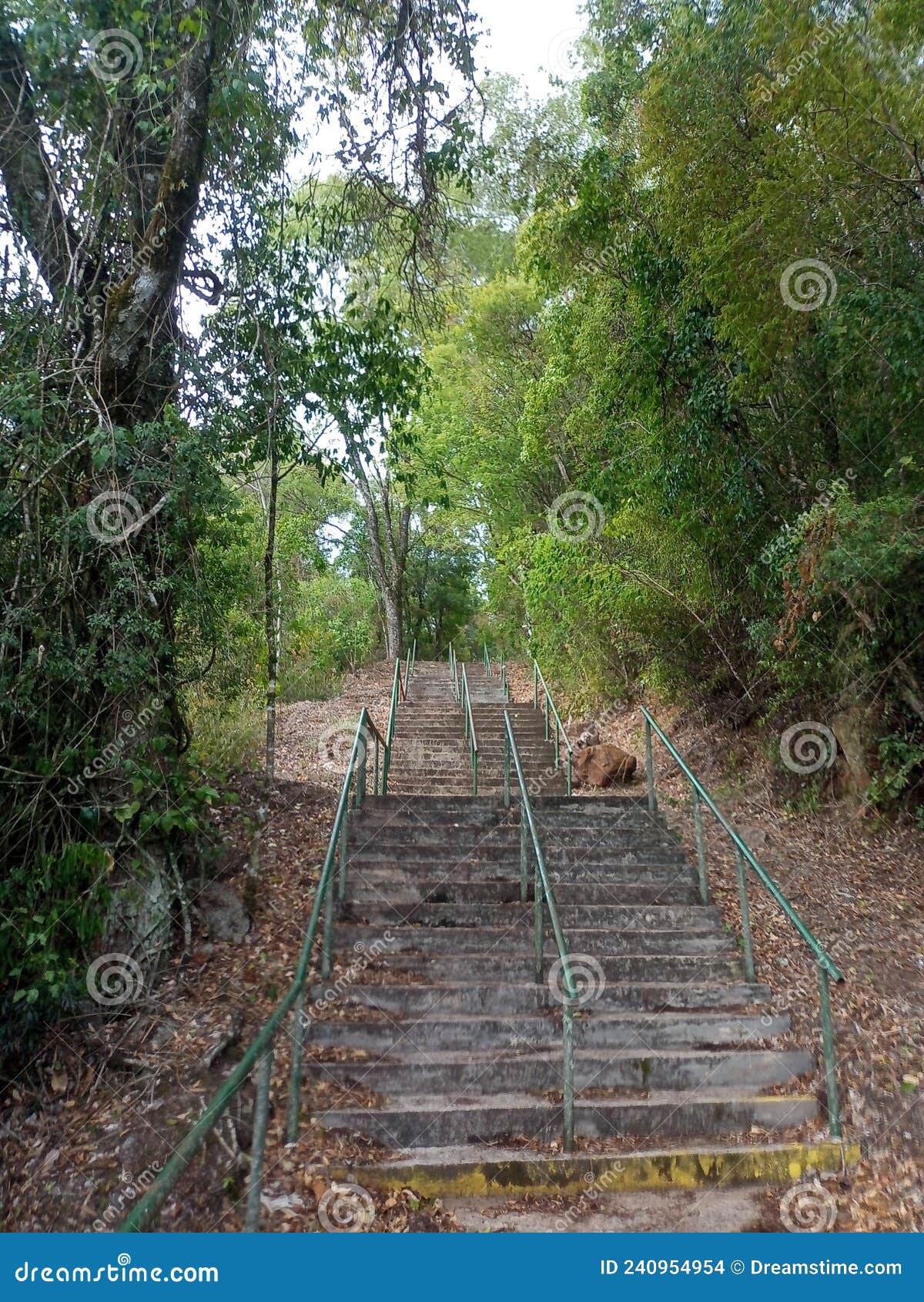 Stairs on the jungle stock photo. Image of summer, trees - 240954954