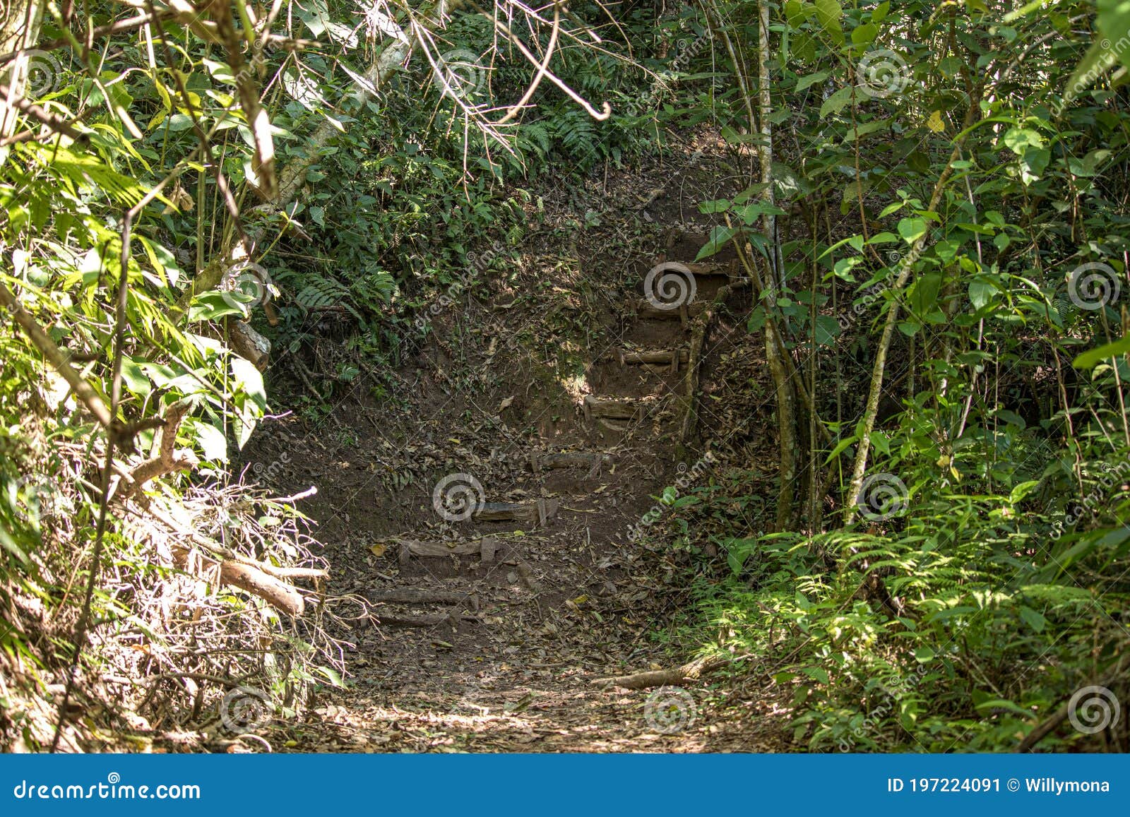 Stairs in the jungle stock image. Image of america, hidden - 197224091