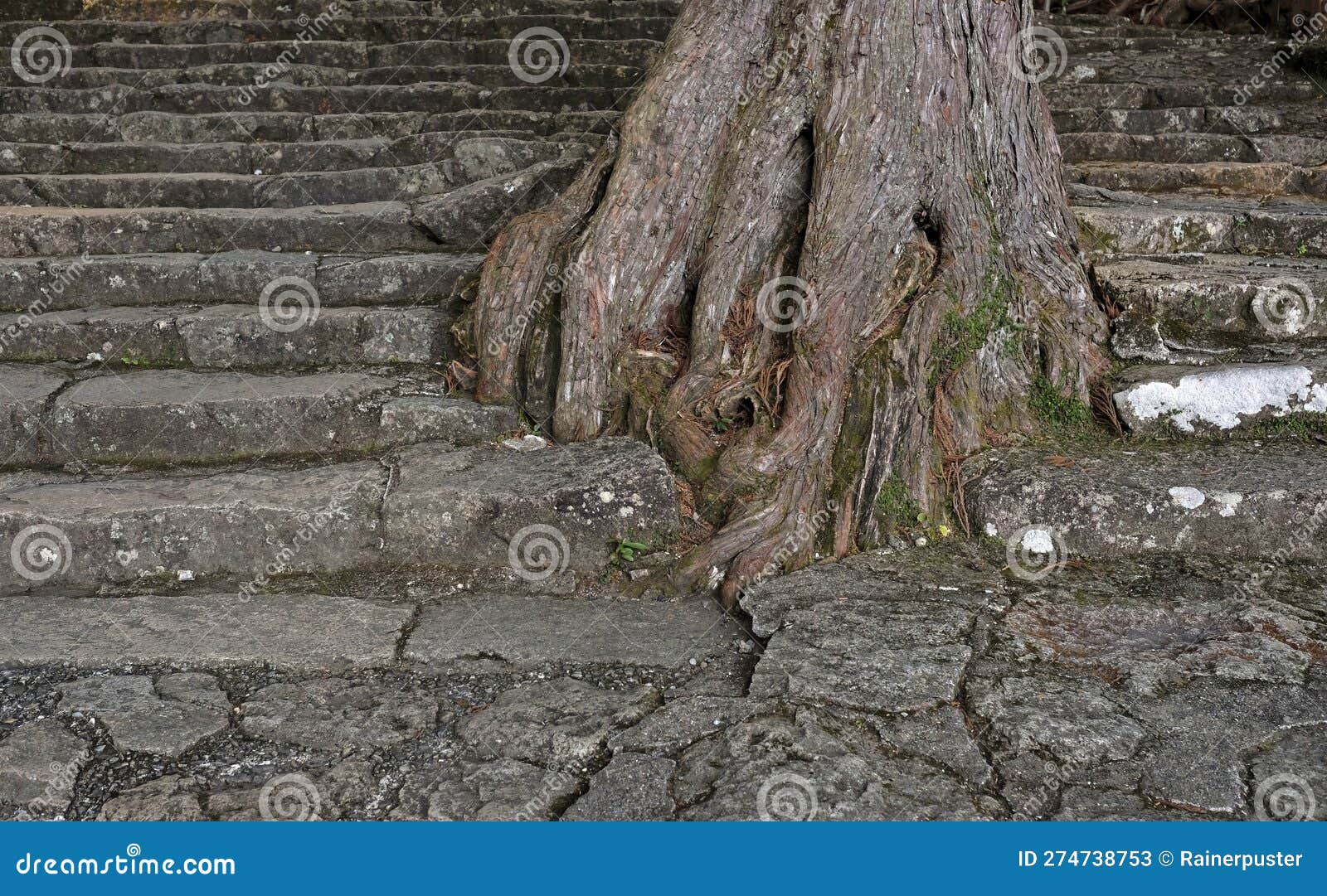 Stairs Around the Roots of an Old Tree Stock Image - Image of nature ...