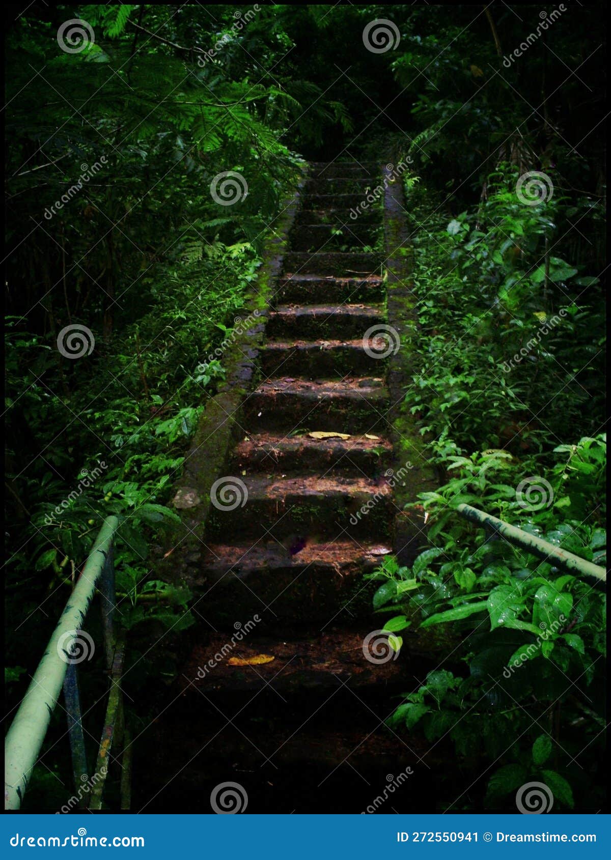 Stairs in the Middle of a Jungle Stock Image - Image of nature, light ...