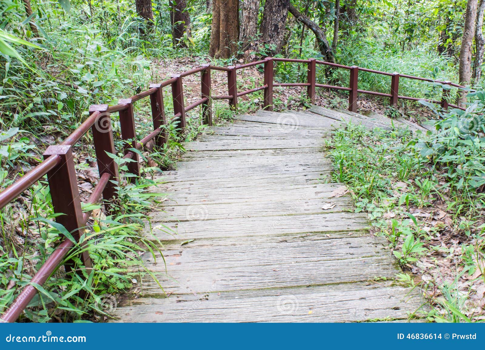 Stairs, through the Nature Trail in Asia Stock Photo - Image of green ...