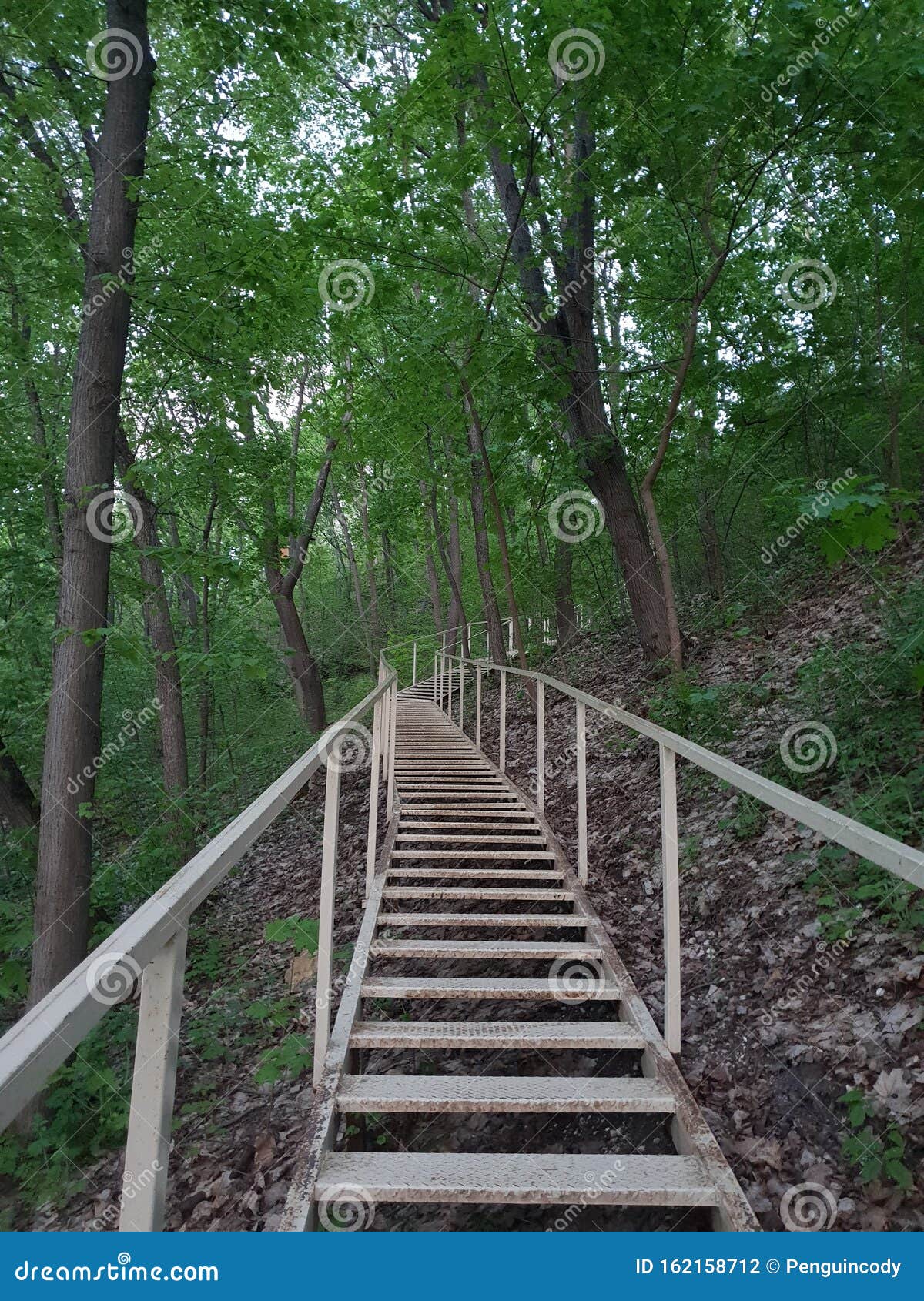 Stairs path in the forest stock photo. Image of landscape - 162158712