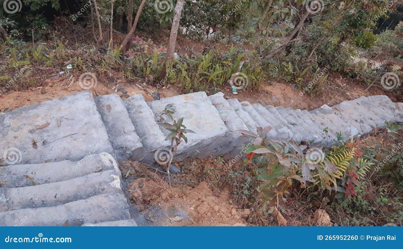 Stairs Path Inside the Jungle Stock Photo - Image of flower, garden ...