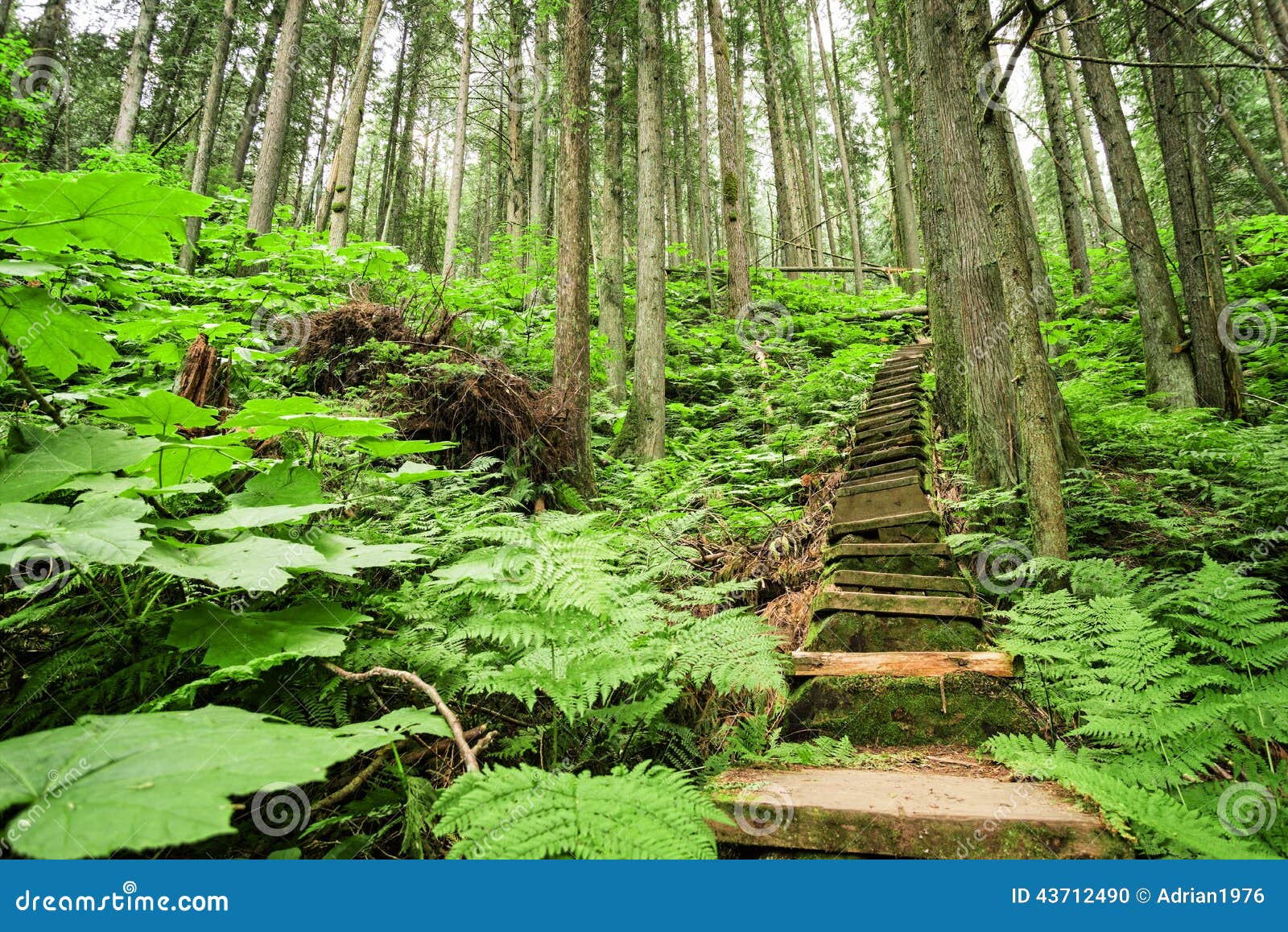Stairway through forest stock photo. Image of magical - 43712490