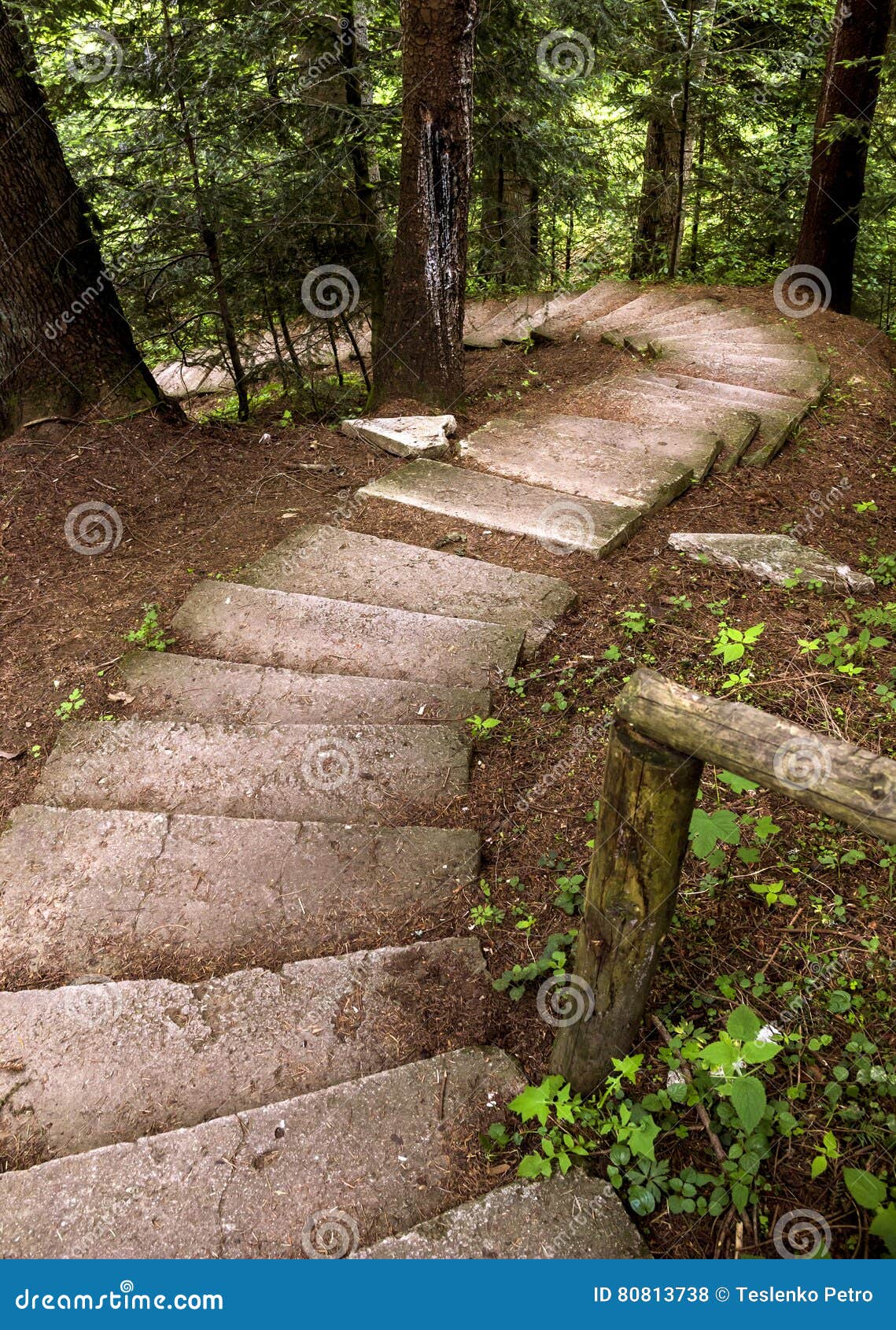 Stairway in forest stock photo. Image of footpath, plant - 80813738