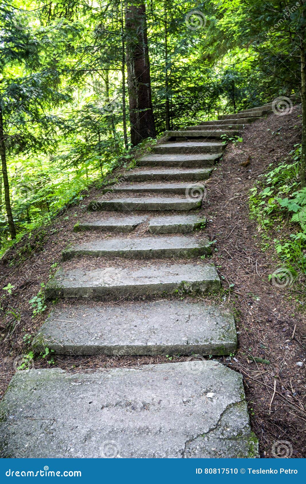 Stairway in forest stock photo. Image of footpath, landscape - 80817510