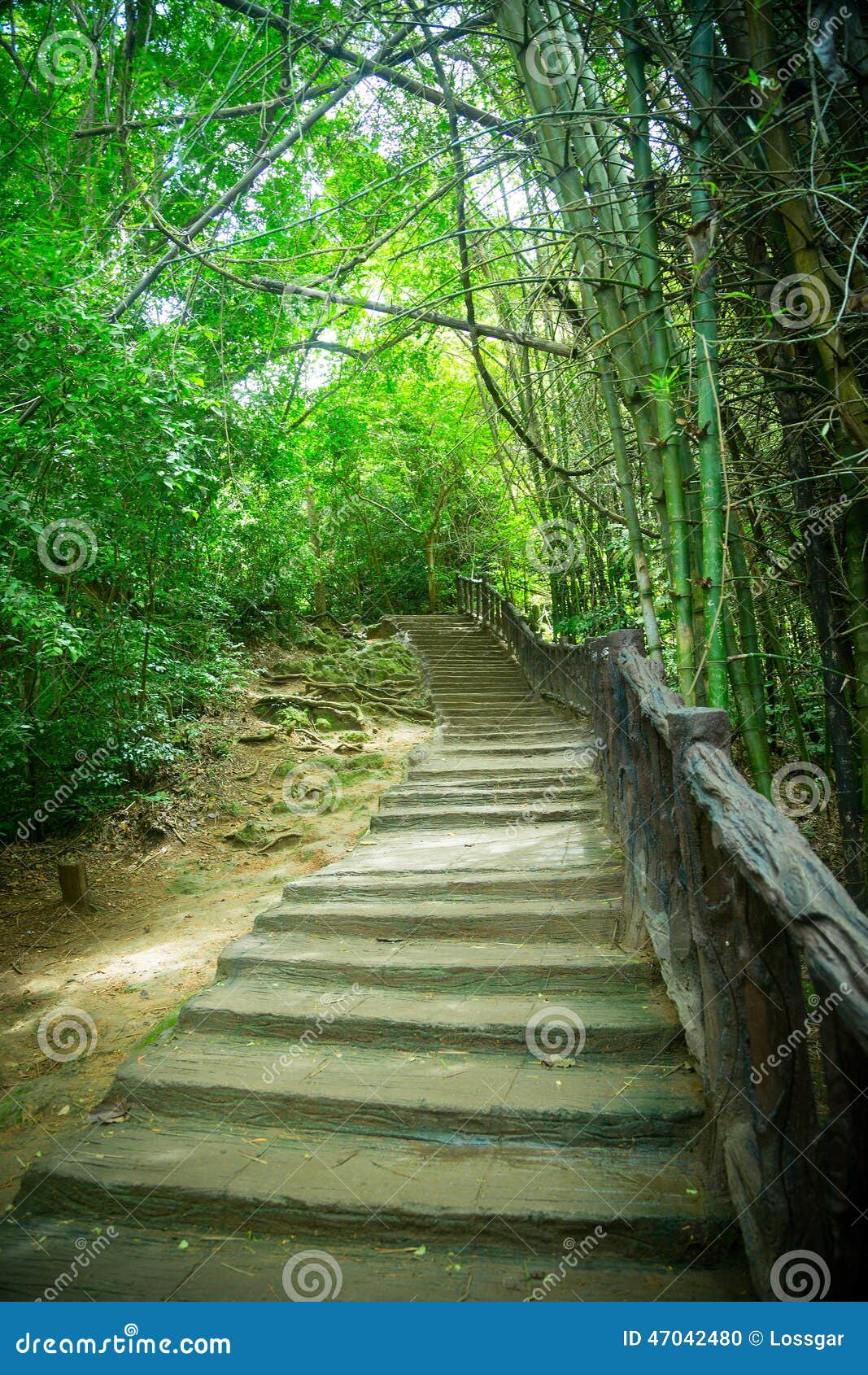 Stairway in the jungle stock photo. Image of scenics - 47042480