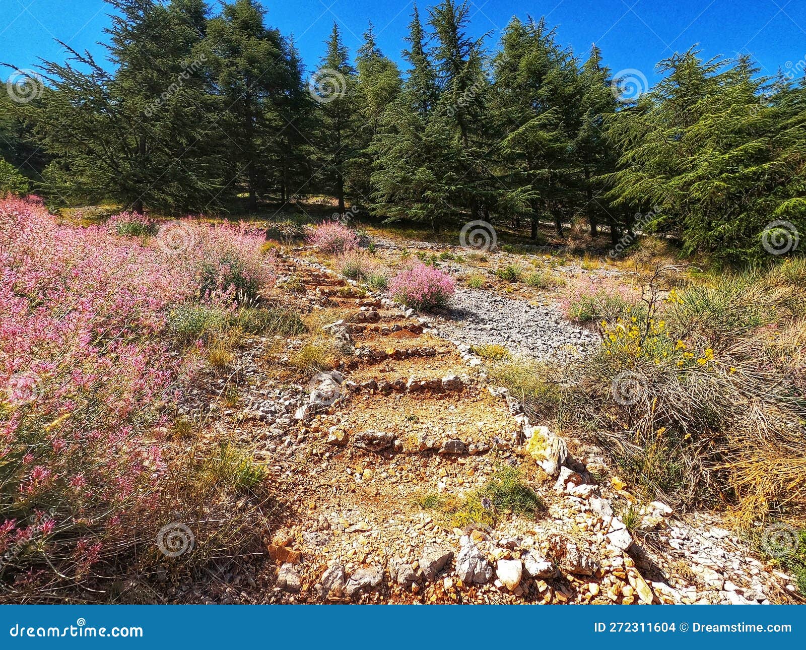 A Stairway Leading To a Field Full of Cedar Trees Stock Photo - Image ...