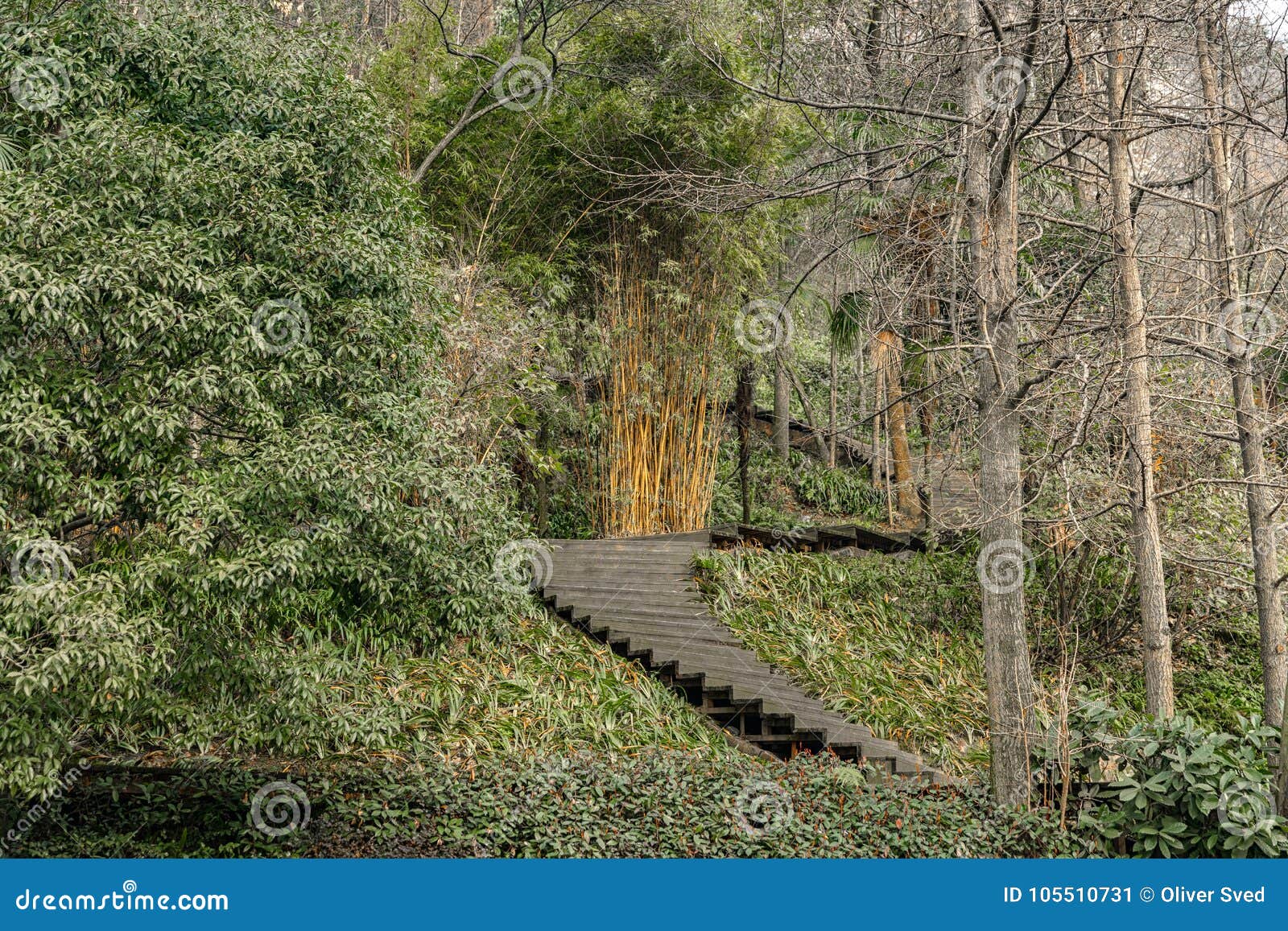 Stairway Leading Up in the Park Stock Image - Image of wood, background ...