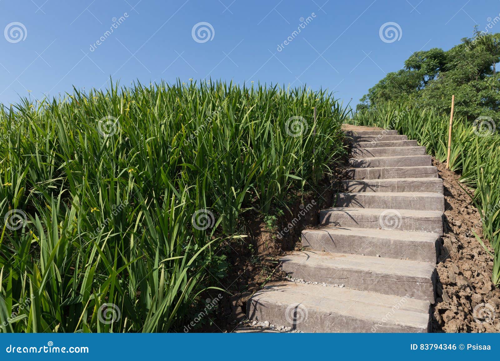 Stairway, Stairs Step and Bush in Garden Stock Photo - Image of bushes ...