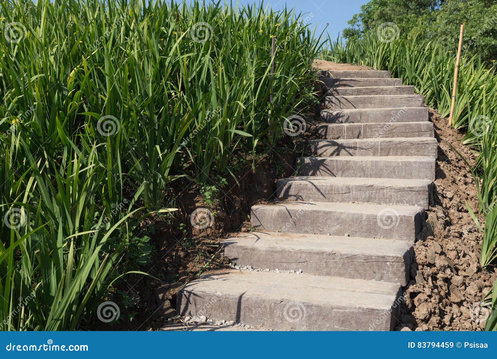 Stairway, Stairs Step and Bush in Garden Stock Image - Image of stairs ...