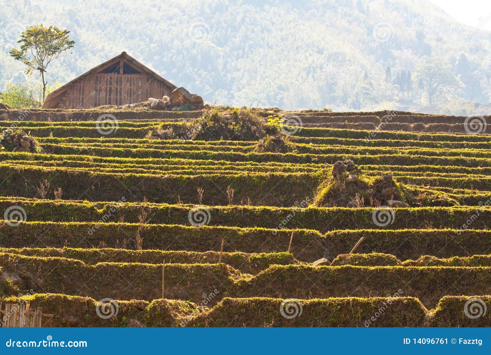 Stairways Rice Fields stock image. Image of beautiful - 14096761
