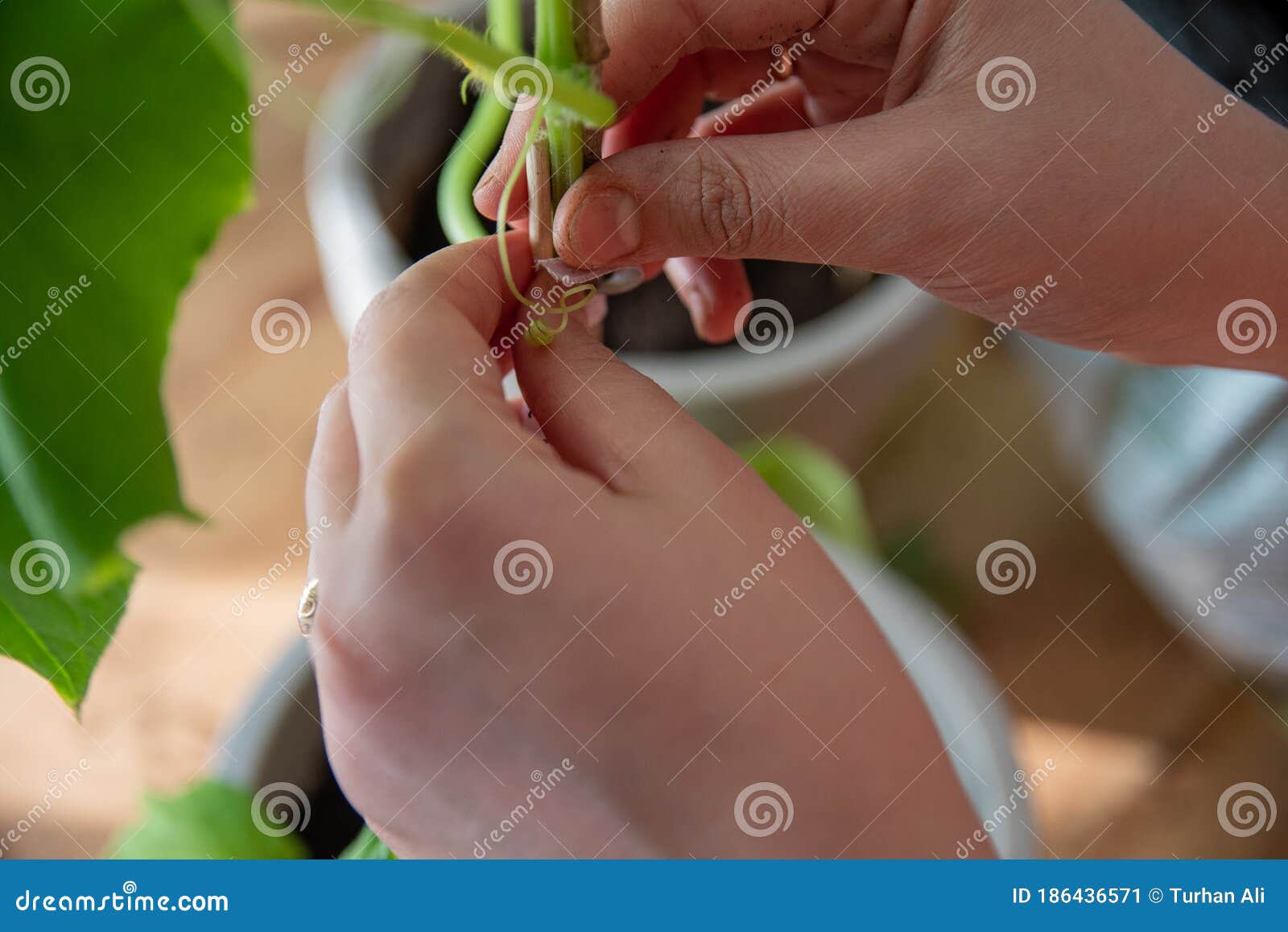 Staking Cucumber Plant. Home Gardening Concept Stock Image - Image of ...