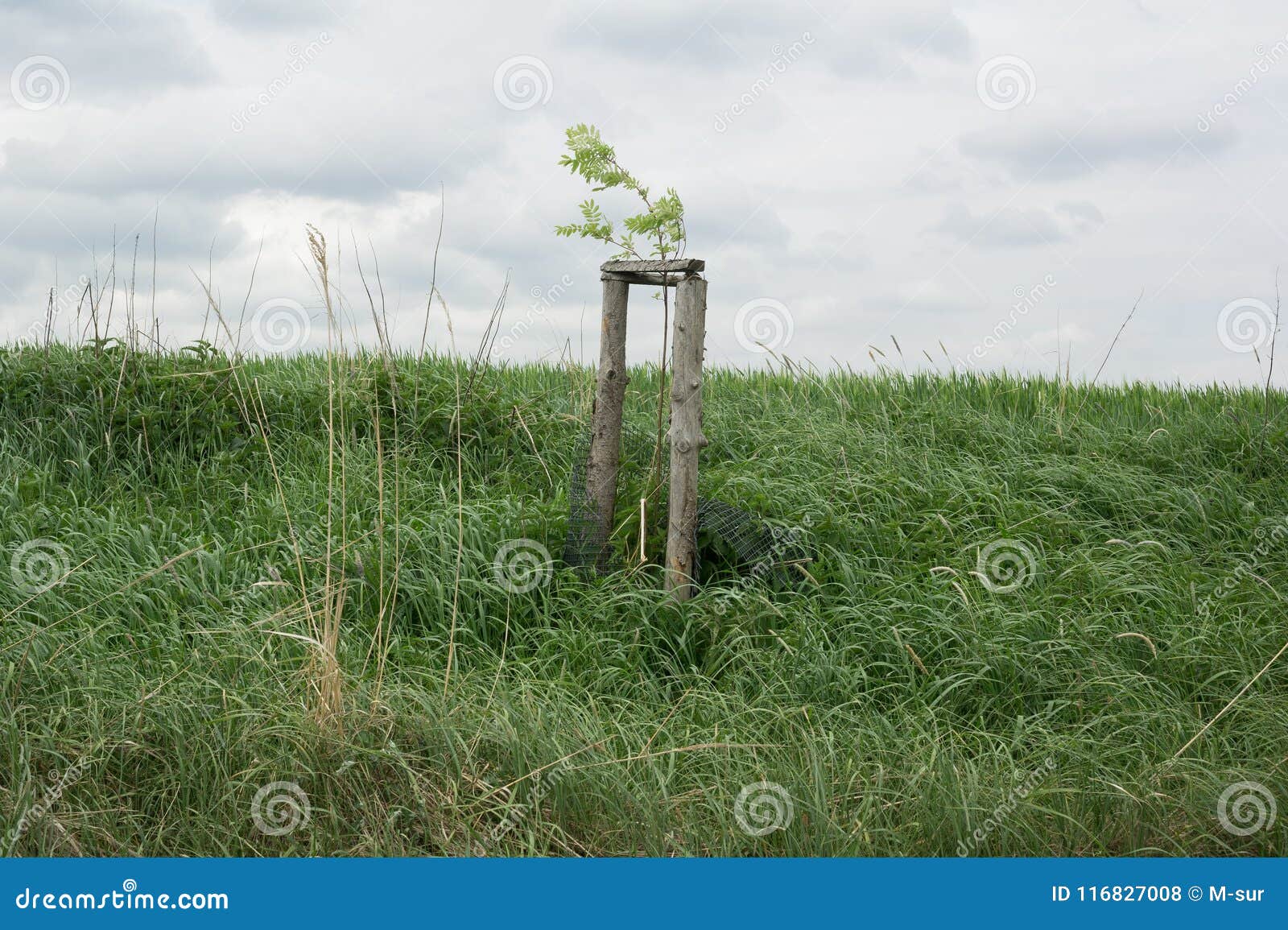 Staking of Young Tree after Planting Stock Photo - Image of growth ...