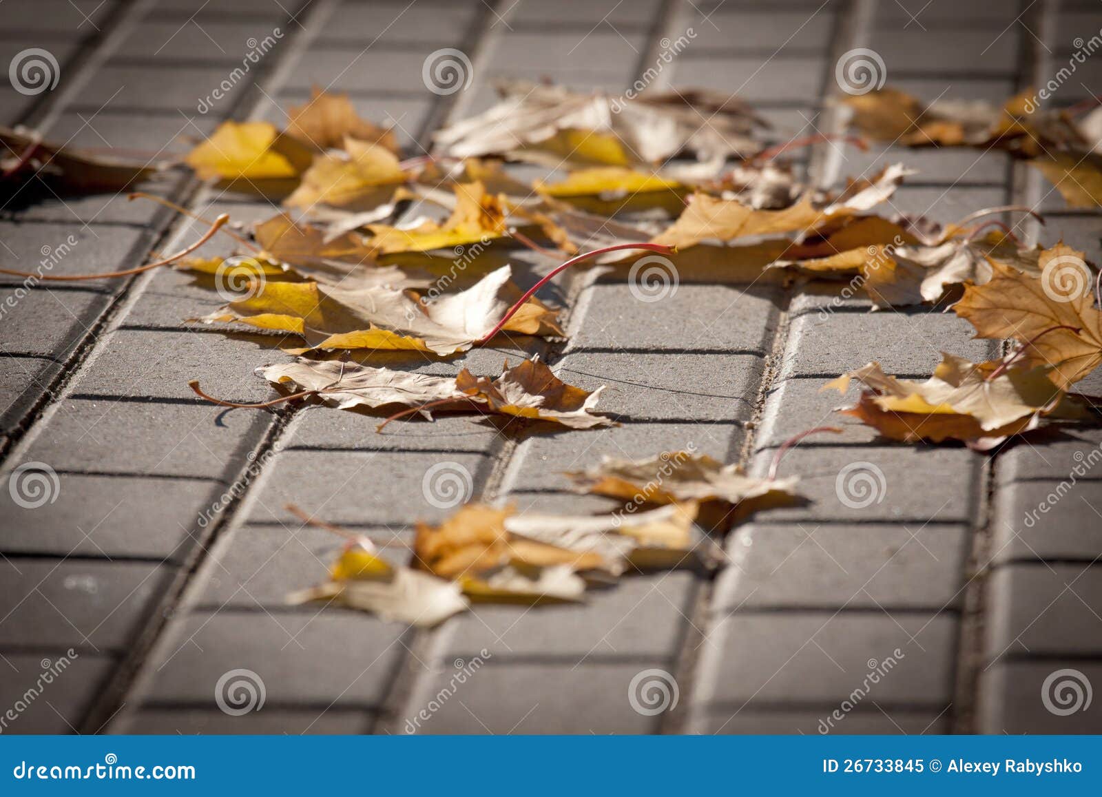 Stale leaves stock image. Image of backgrounds, nature - 26733845